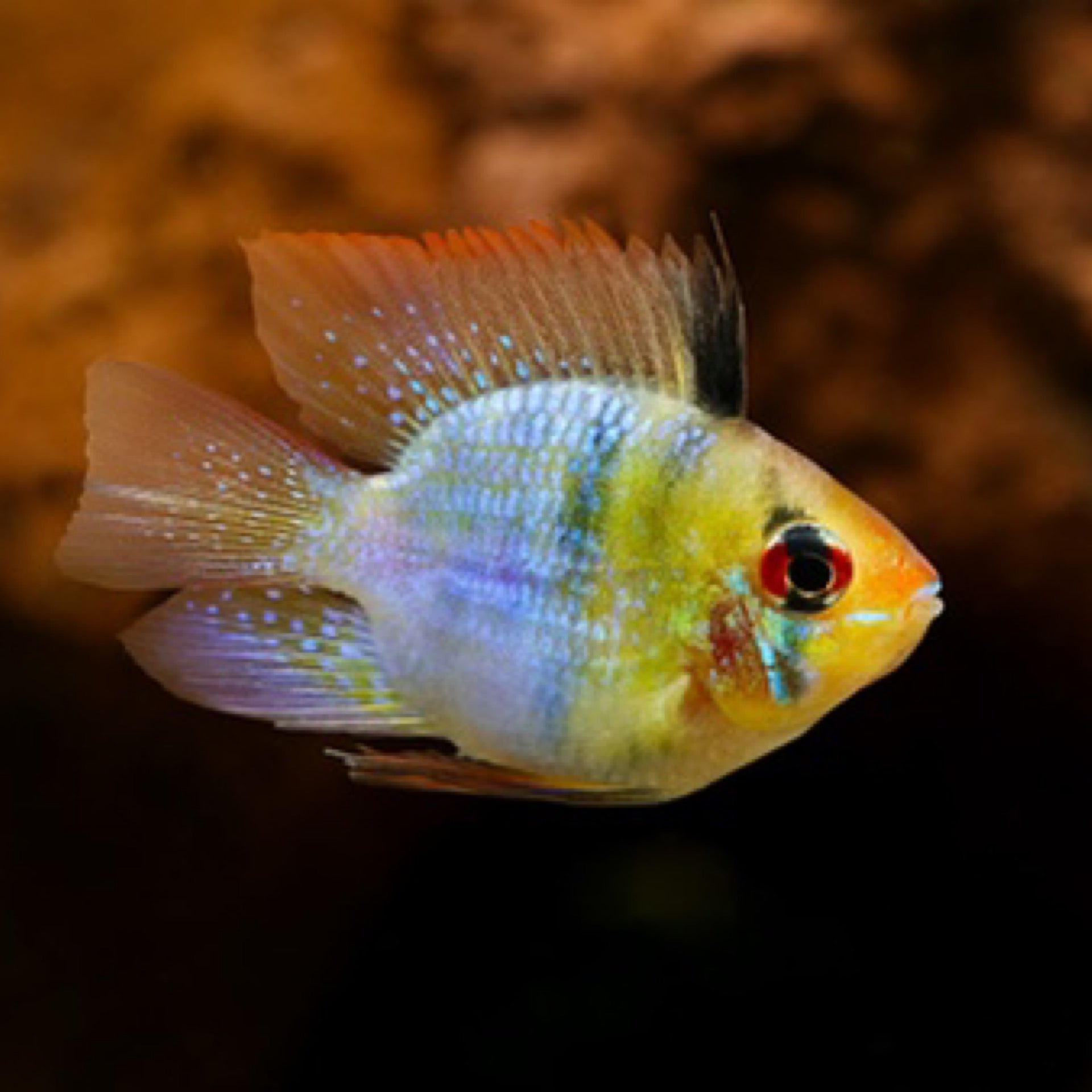 Balloon Ram | Fish Fix - Tropical Fish Store