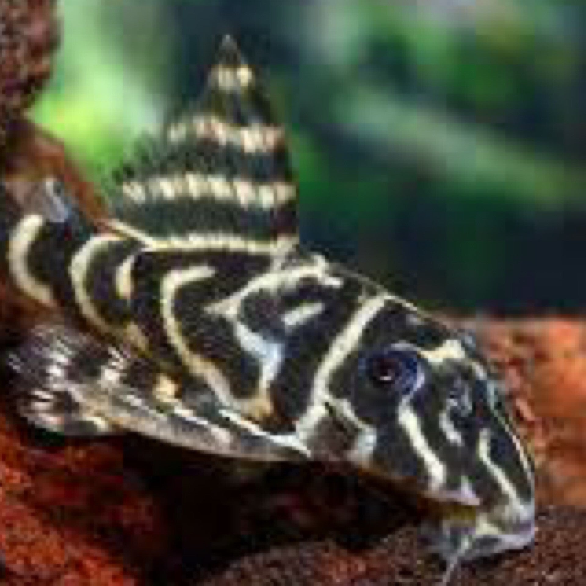 L129 Columbian Zebra Pleco | Fish Fix - Tropical Fish Store