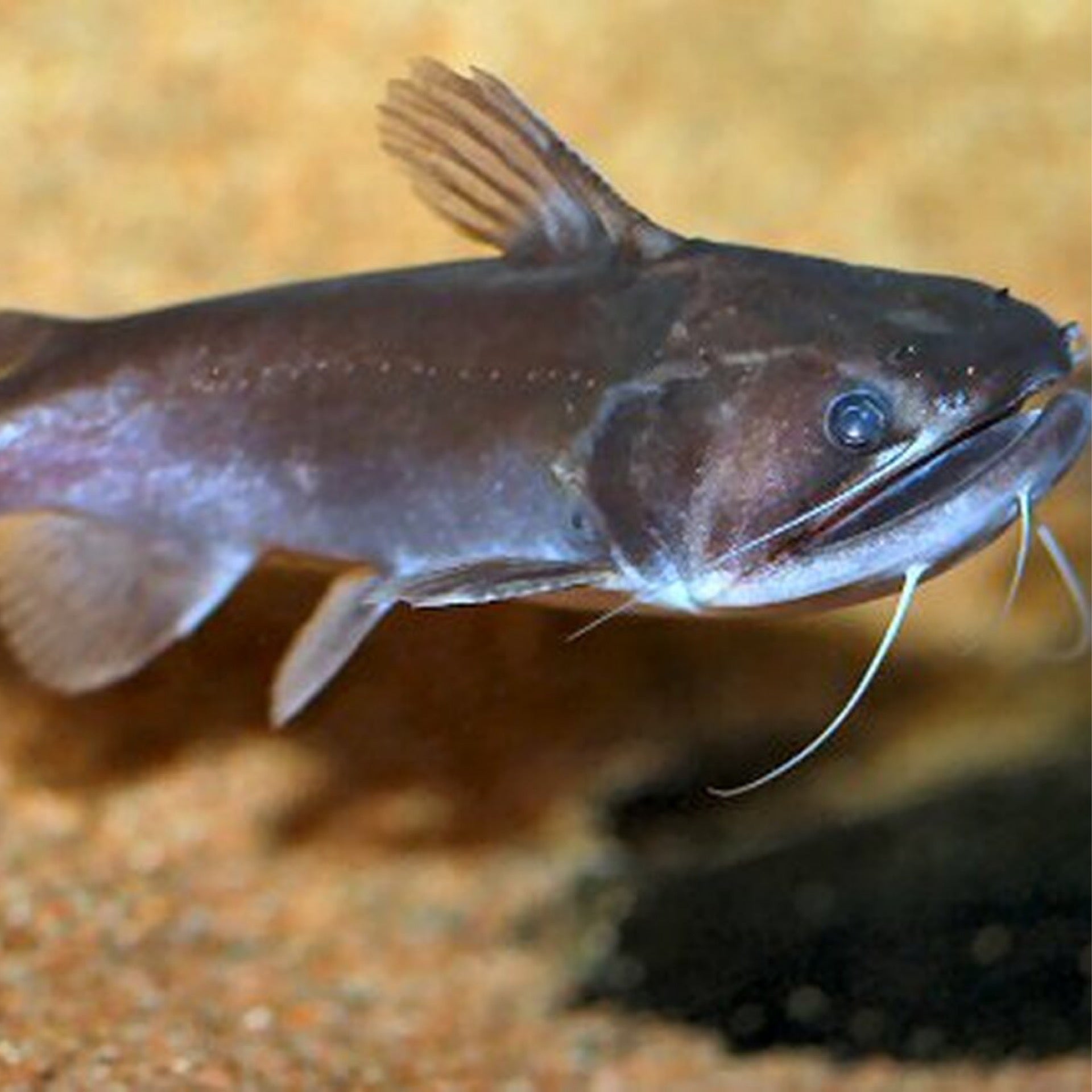 Gulper Catfish | Fish Fix - Tropical Fish Store