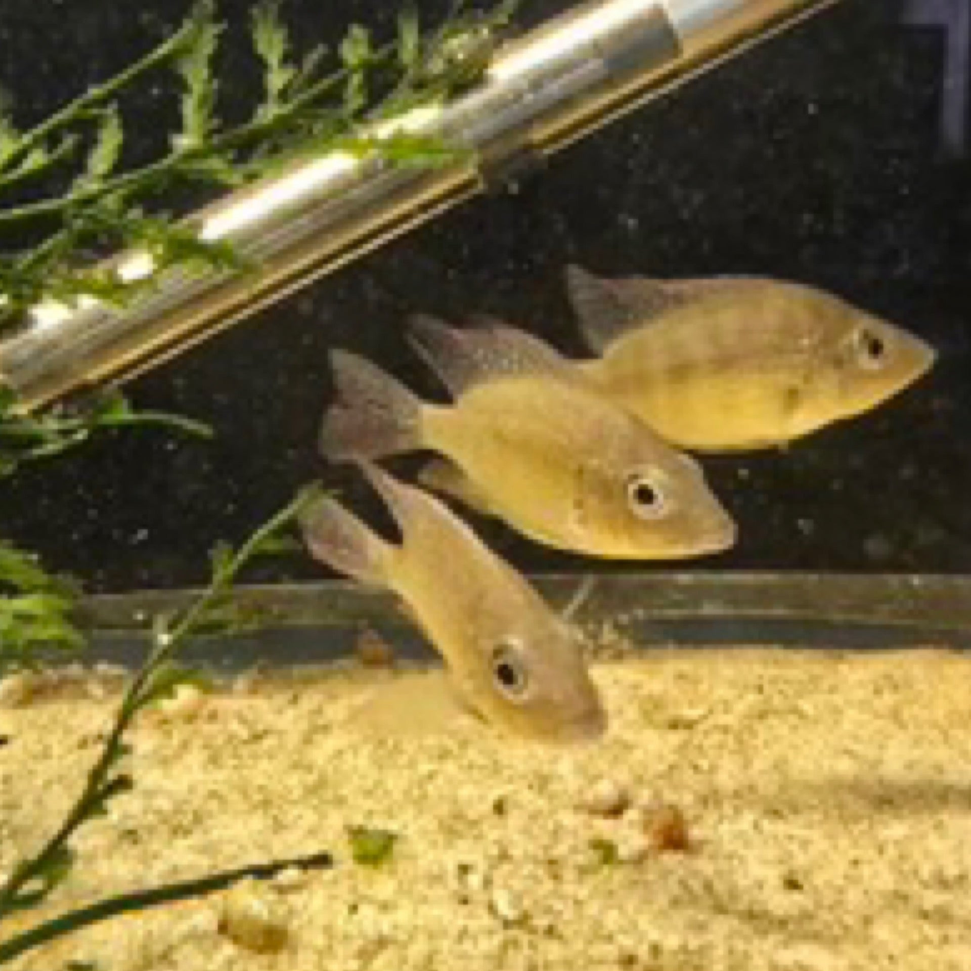 Cribroheros Rostratus Cichlid | Fish Fix - Tropical Fish Store