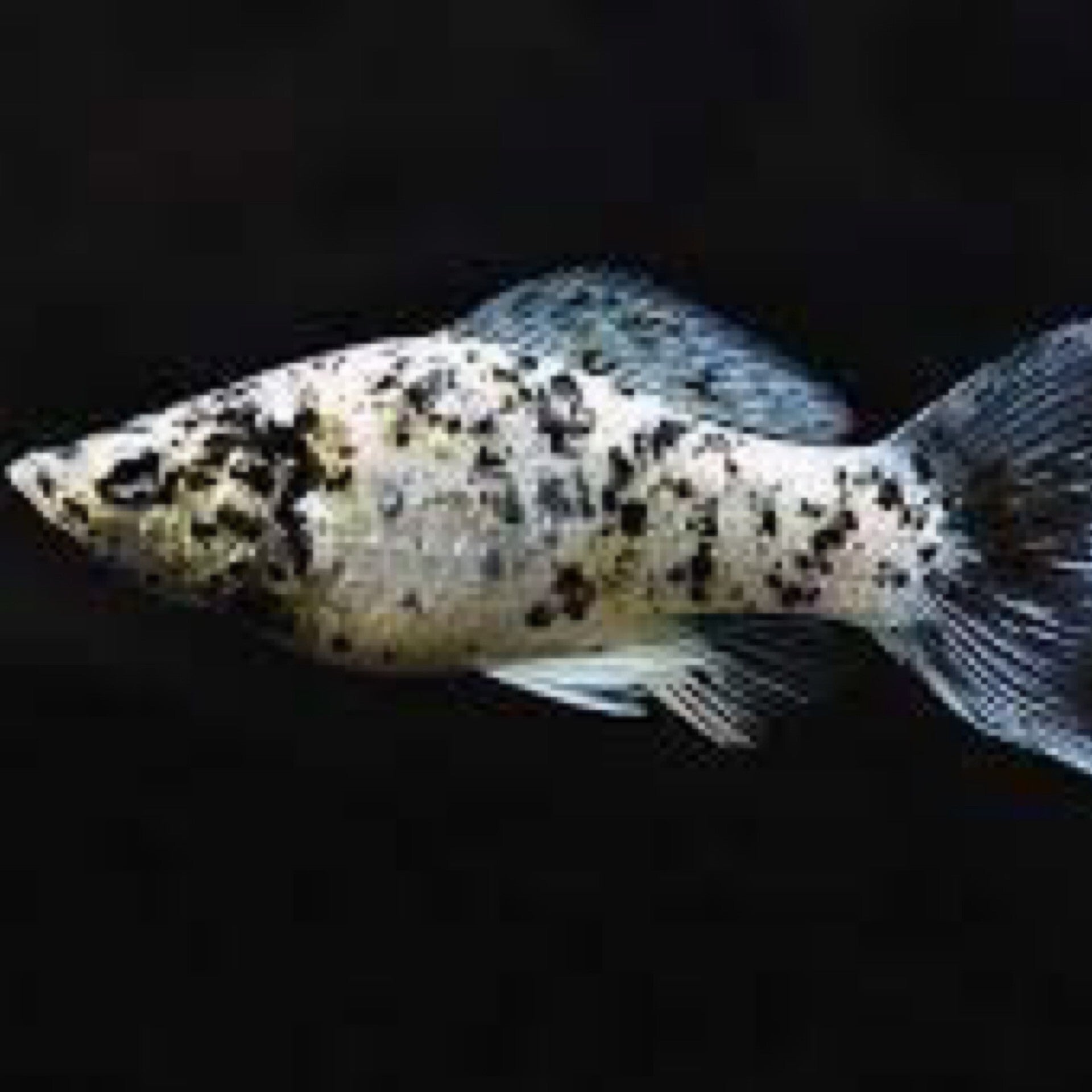 Molly | Fish Fix - Tropical Fish Store