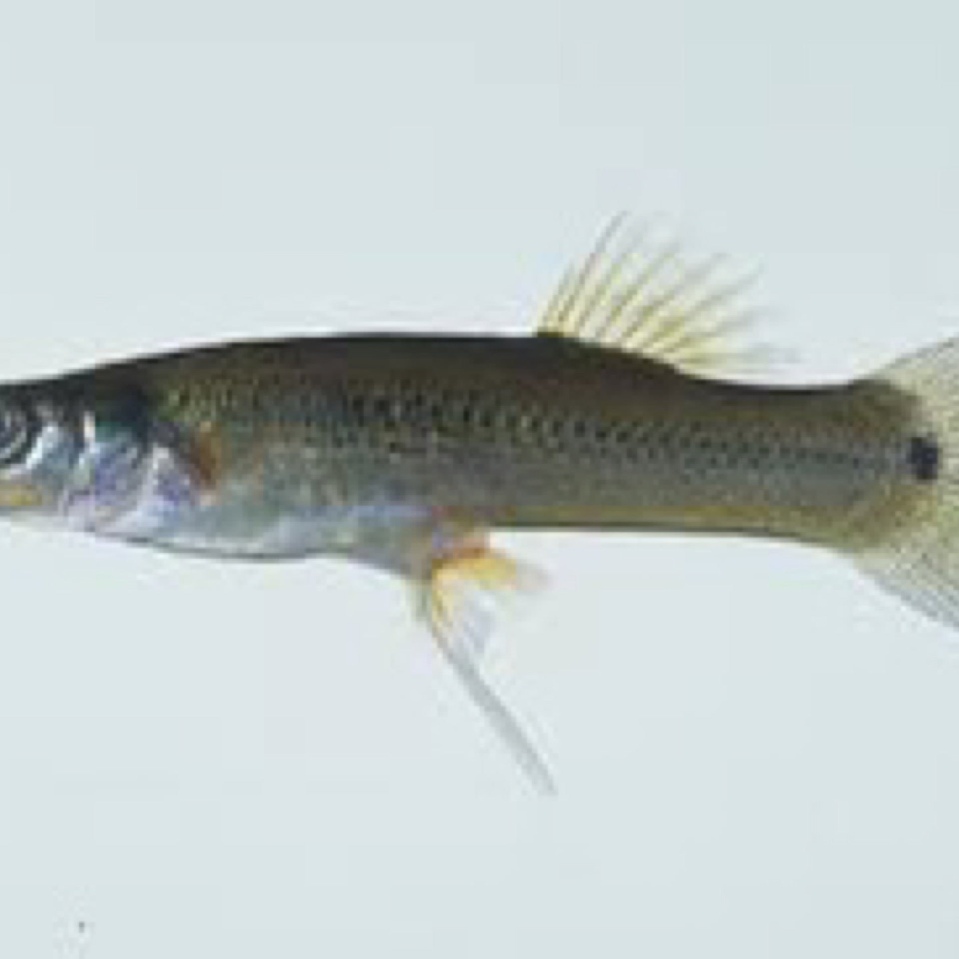 Pike Killifish | Fish Fix - Tropical Fish Store