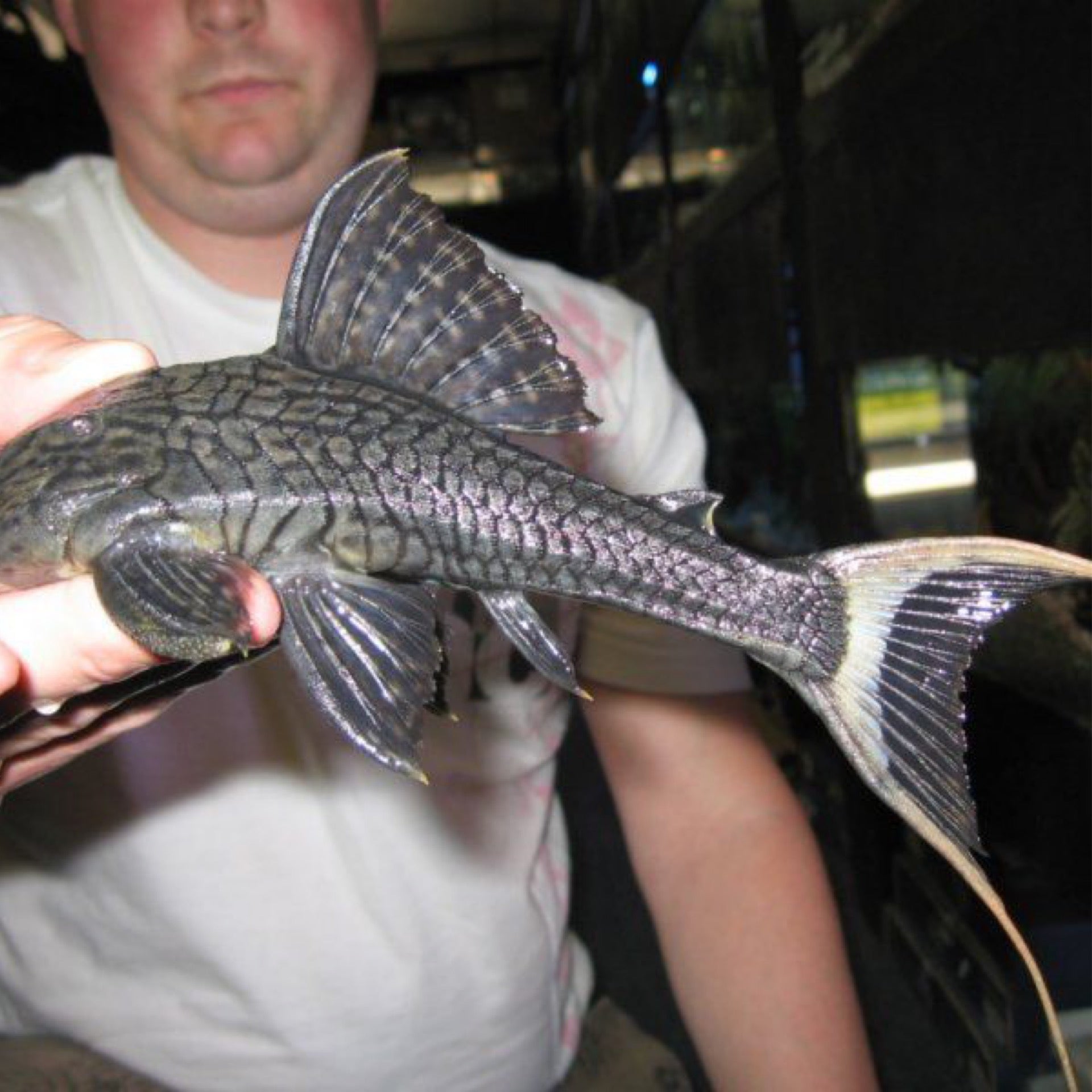 L090 Papa Panaque Pleco | Fish Fix - Tropical Fish Store