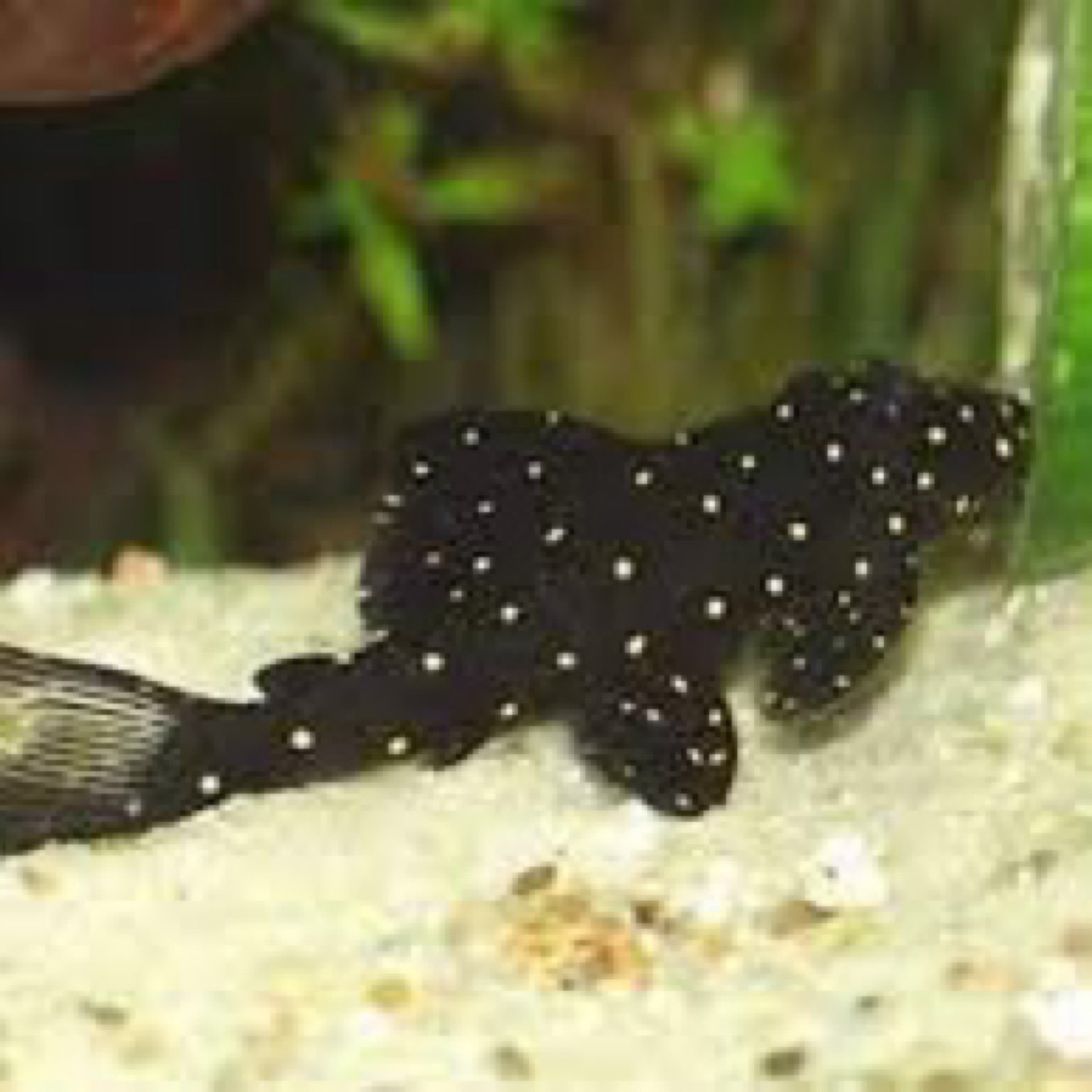 LDA31 Mustard Spot Pleco | Fish Fix - Tropical Fish Store
