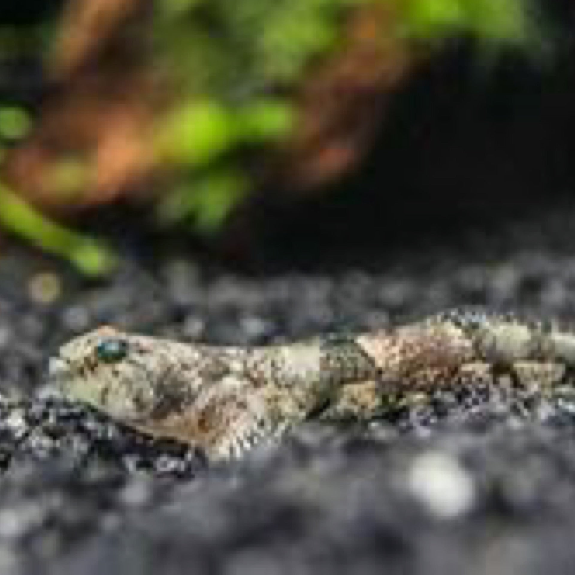 Taiwan Mini Dragon Goby | Fish Fix - Tropical Fish Store