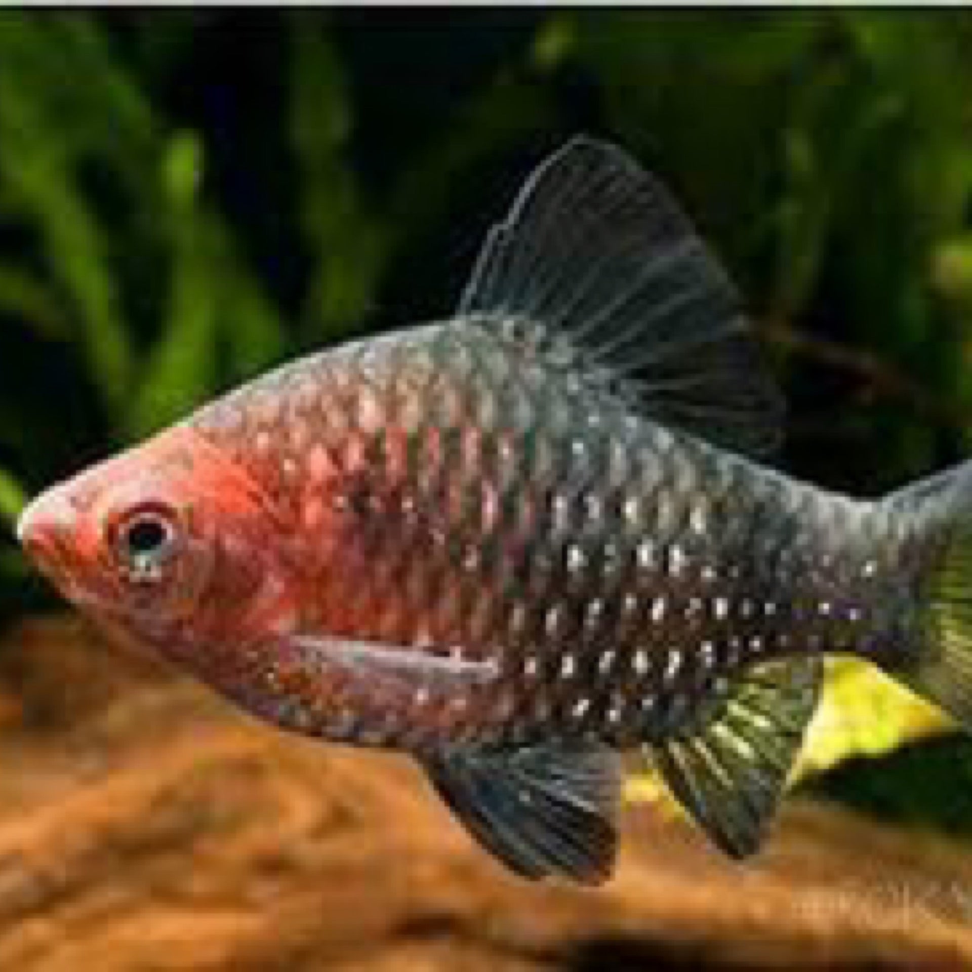 Black Ruby Barb | Fish Fix - Tropical Fish Store