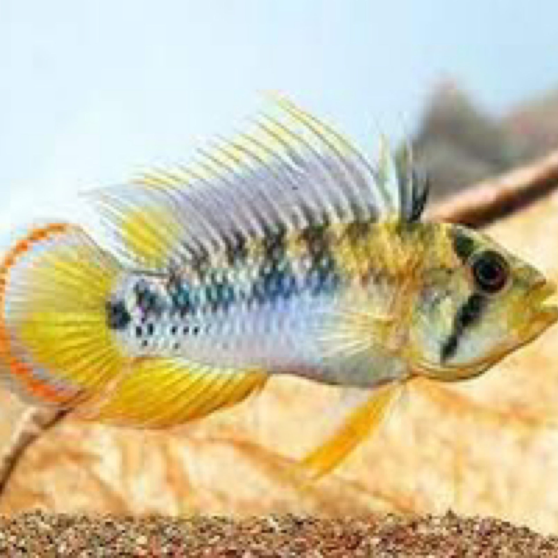 Inka Baenschi Apistogramma | Fish Fix - Tropical Fish Store