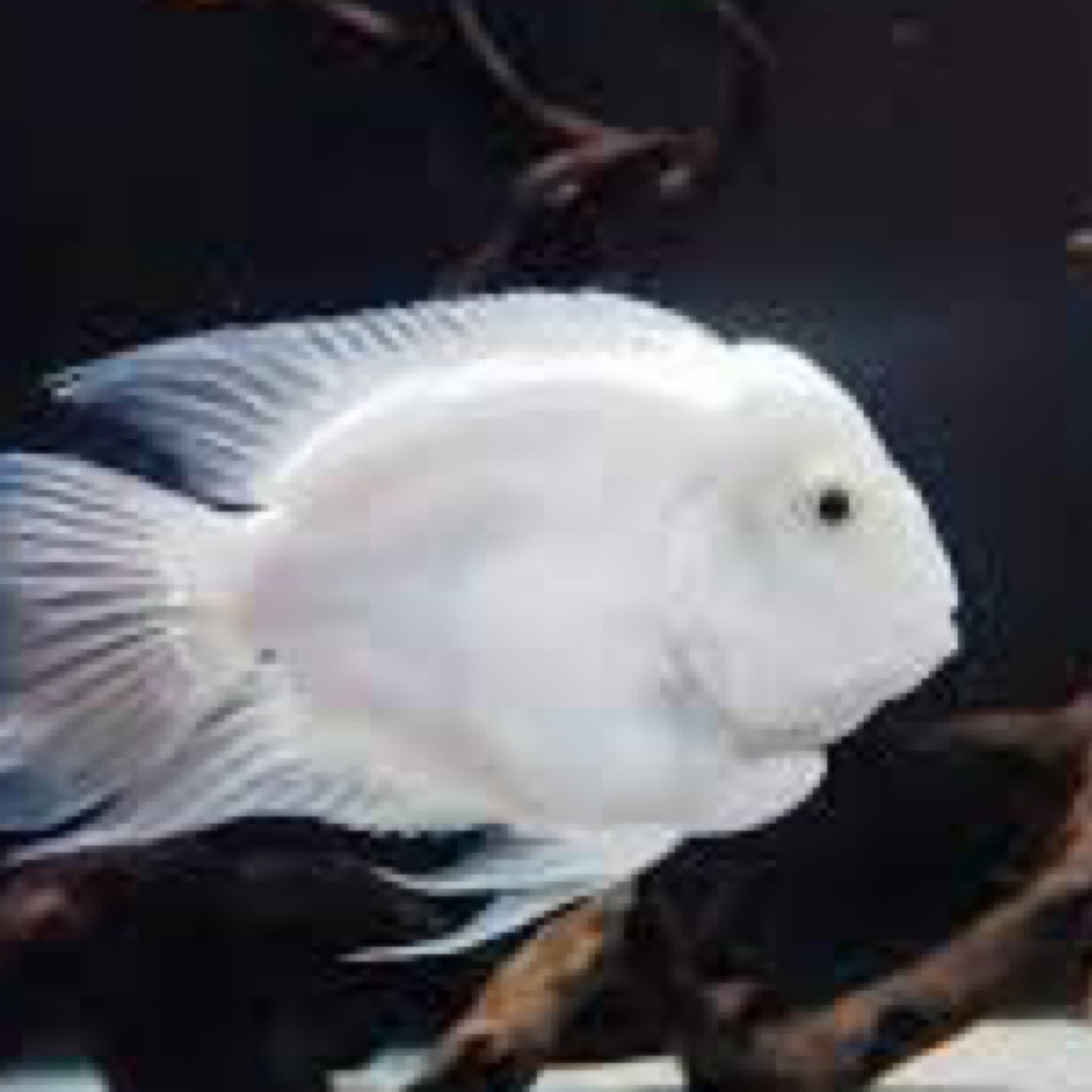 Platinum Parrot Cichlid | Fish Fix - Tropical Fish Store