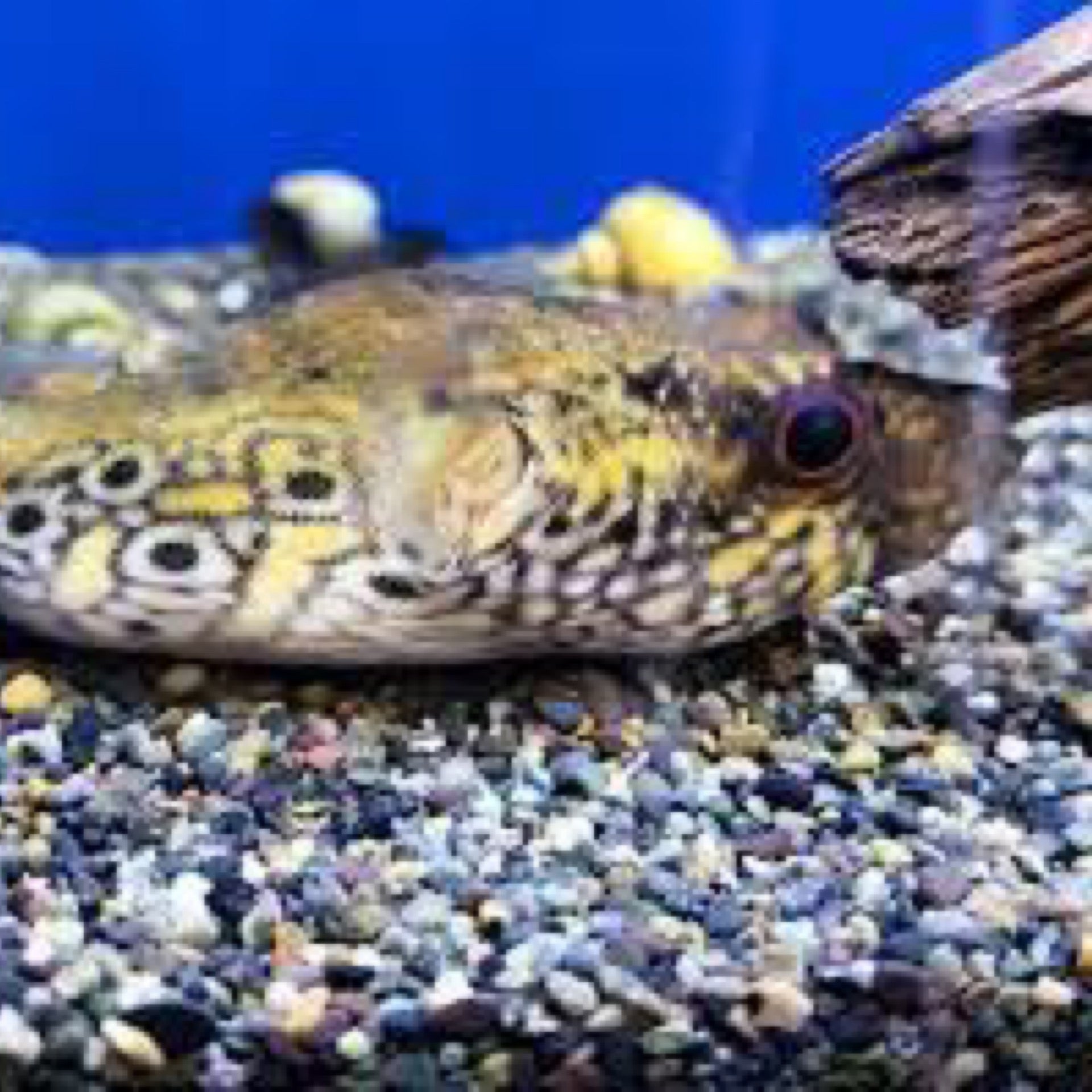 Humpback Dragon Puffer | Fish Fix - Tropical Fish Store