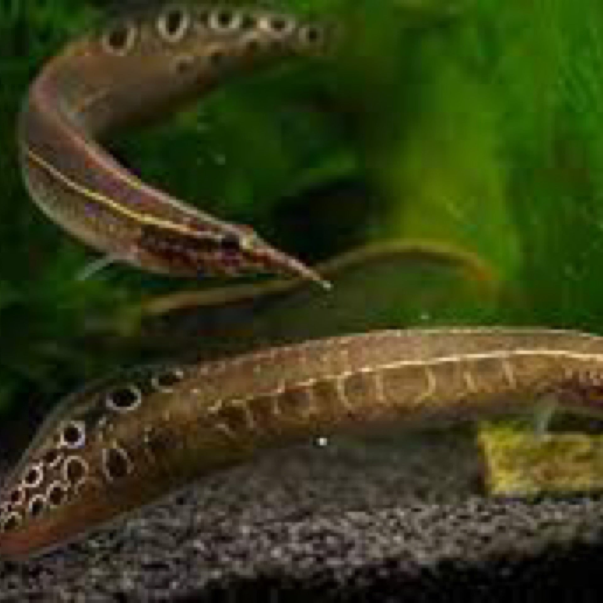 Spiny eel | Fish Fix - Tropical Fish Store