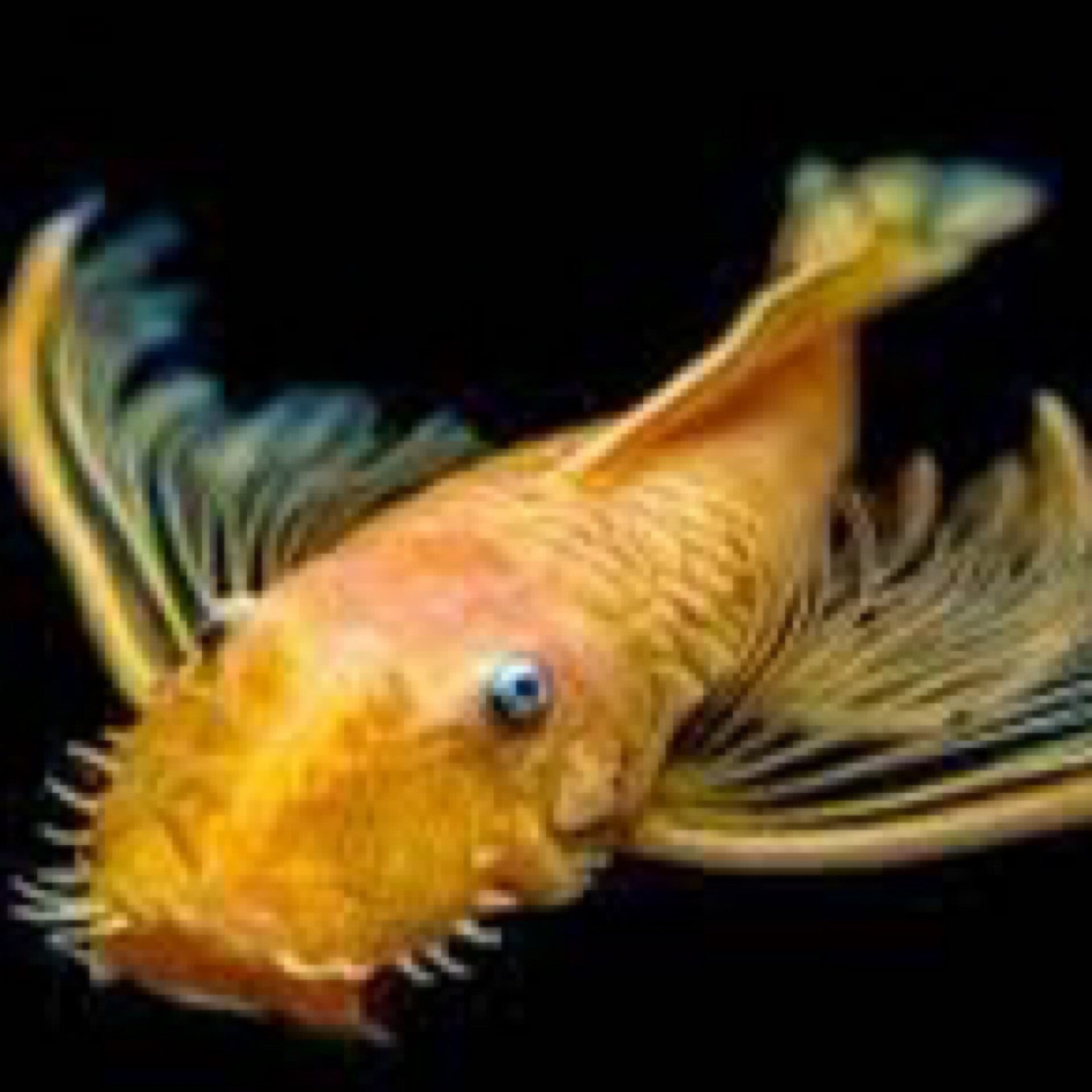 Blue Eyed Lemon Pleco Longfin | Fish Fix - Tropical Fish Store