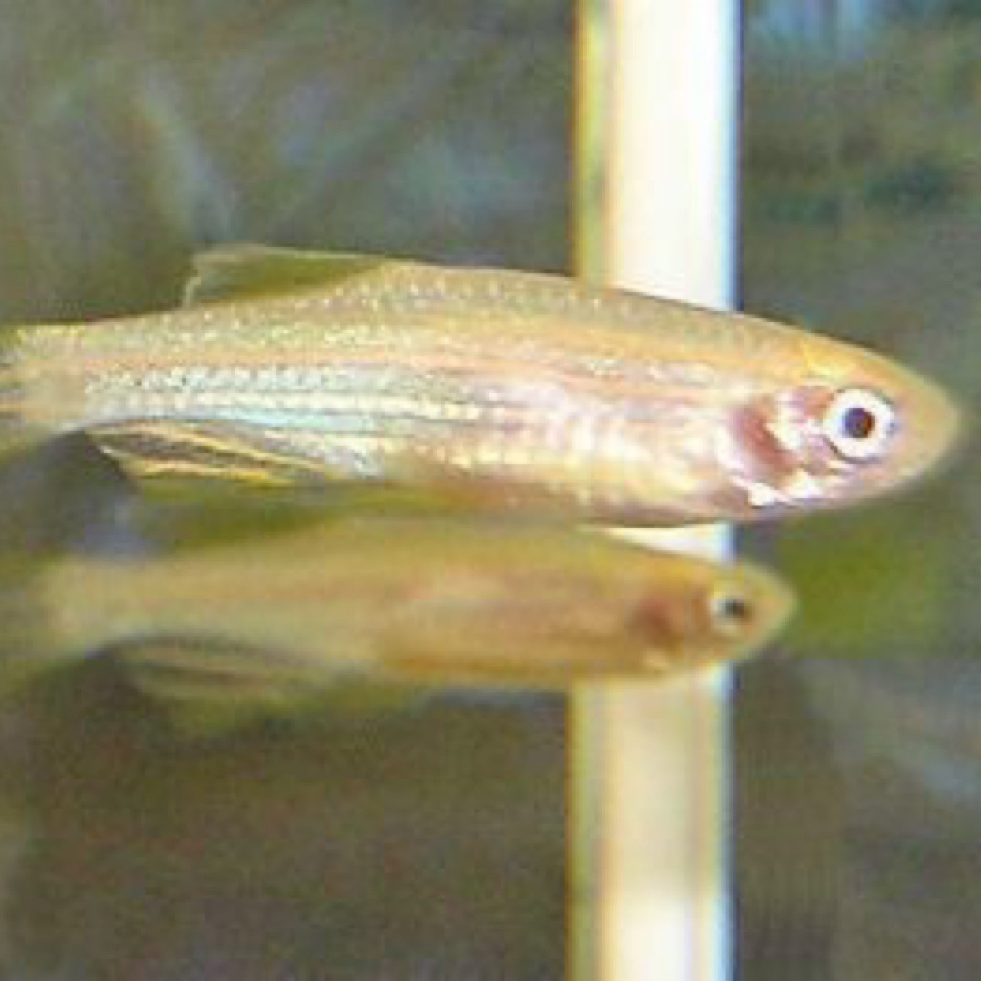 Gold Danio | Fish Fix