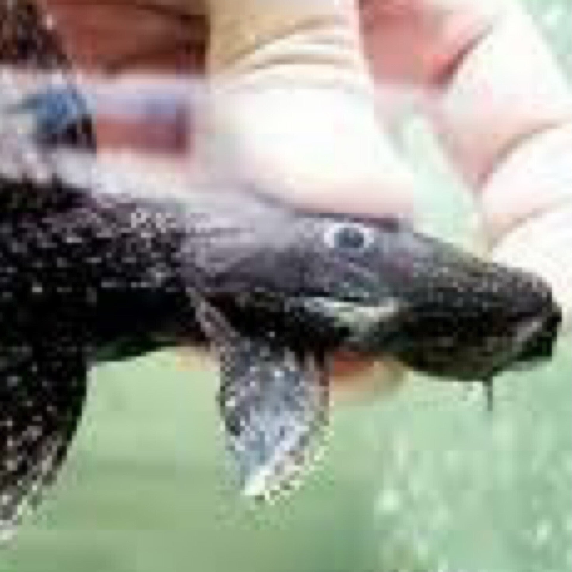 L155 Adonis Pleco | Fish Fix - Tropical Fish Store