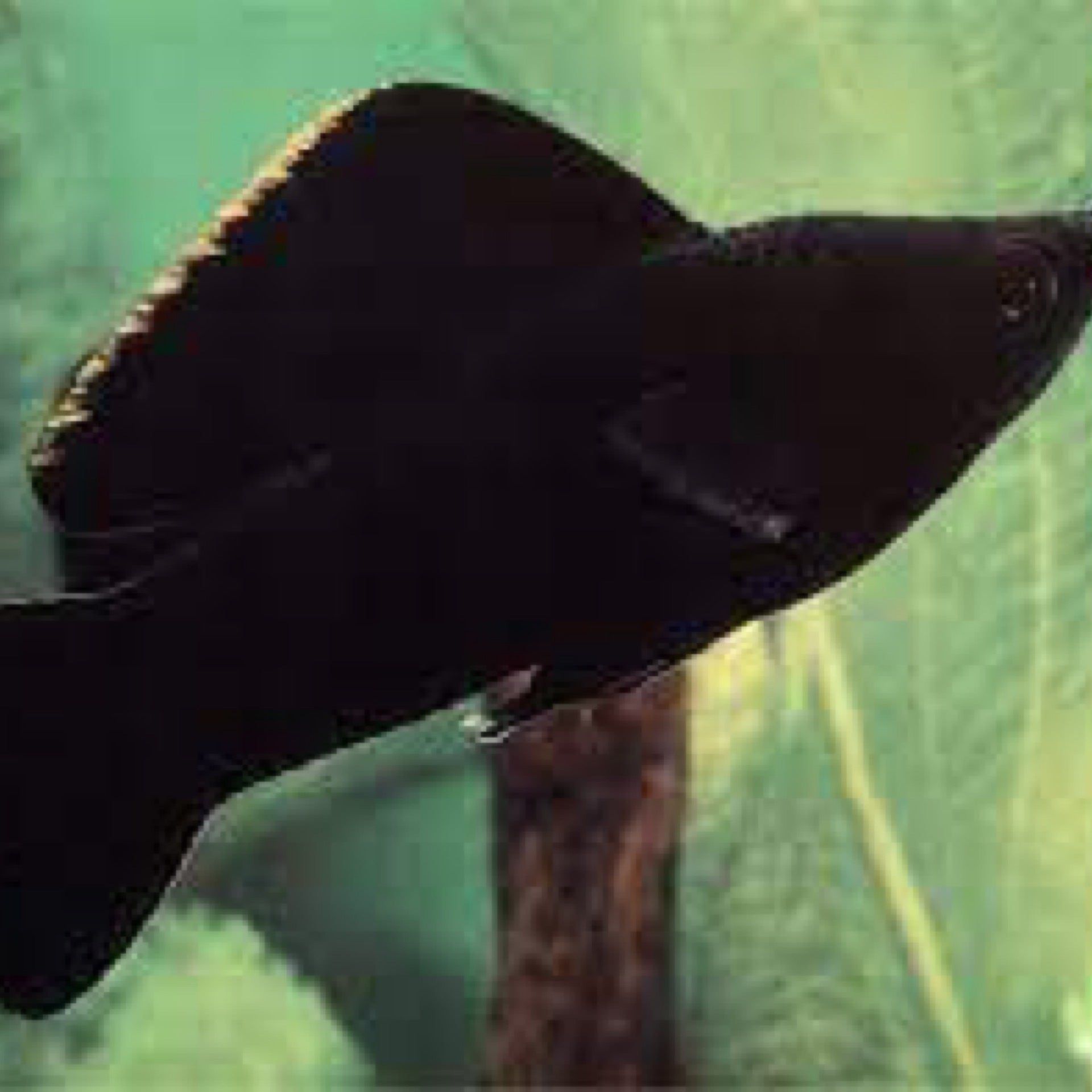 Assorted Sailfin Molly | Fish Fix