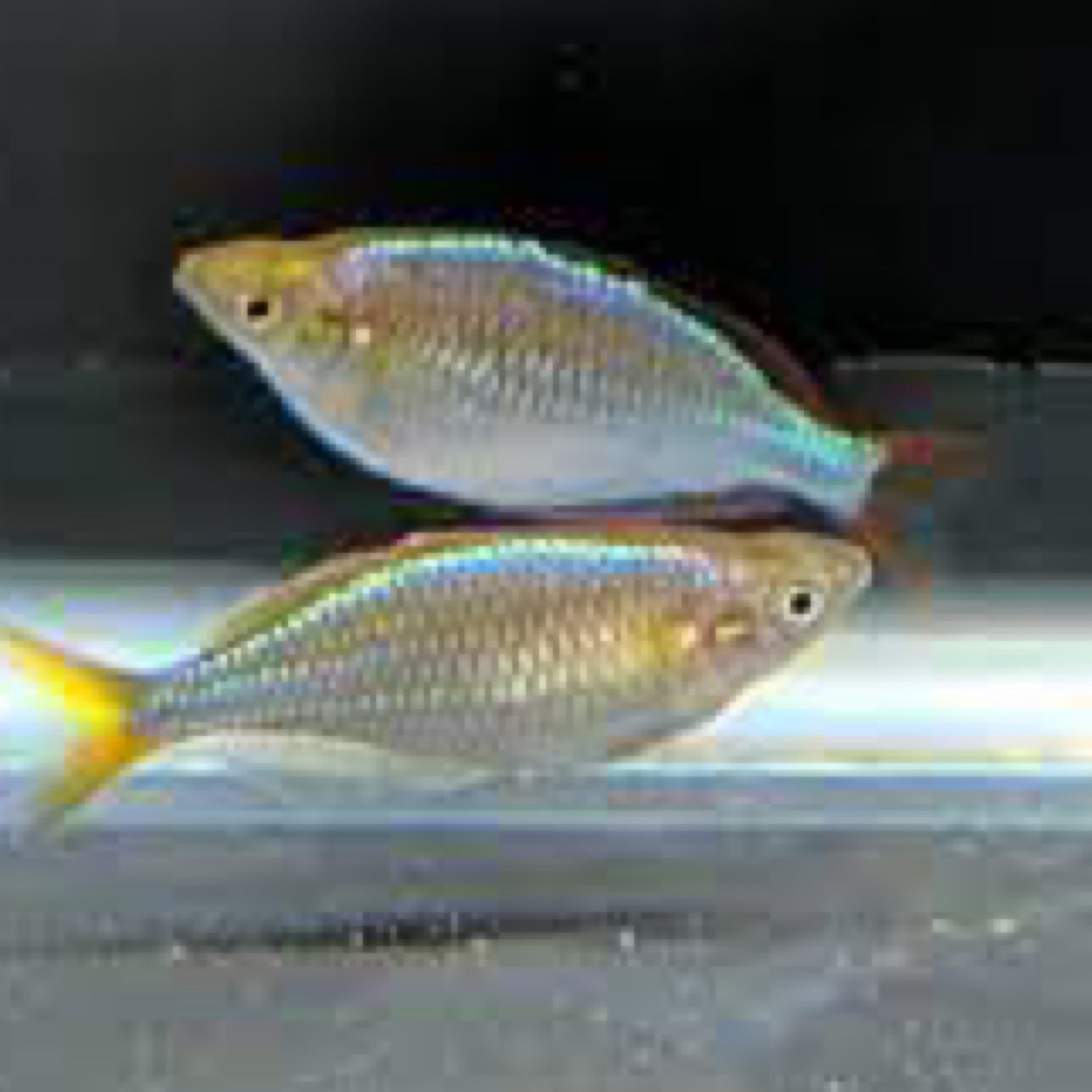Neon Dwarf Rainbow Fish | Fish Fix