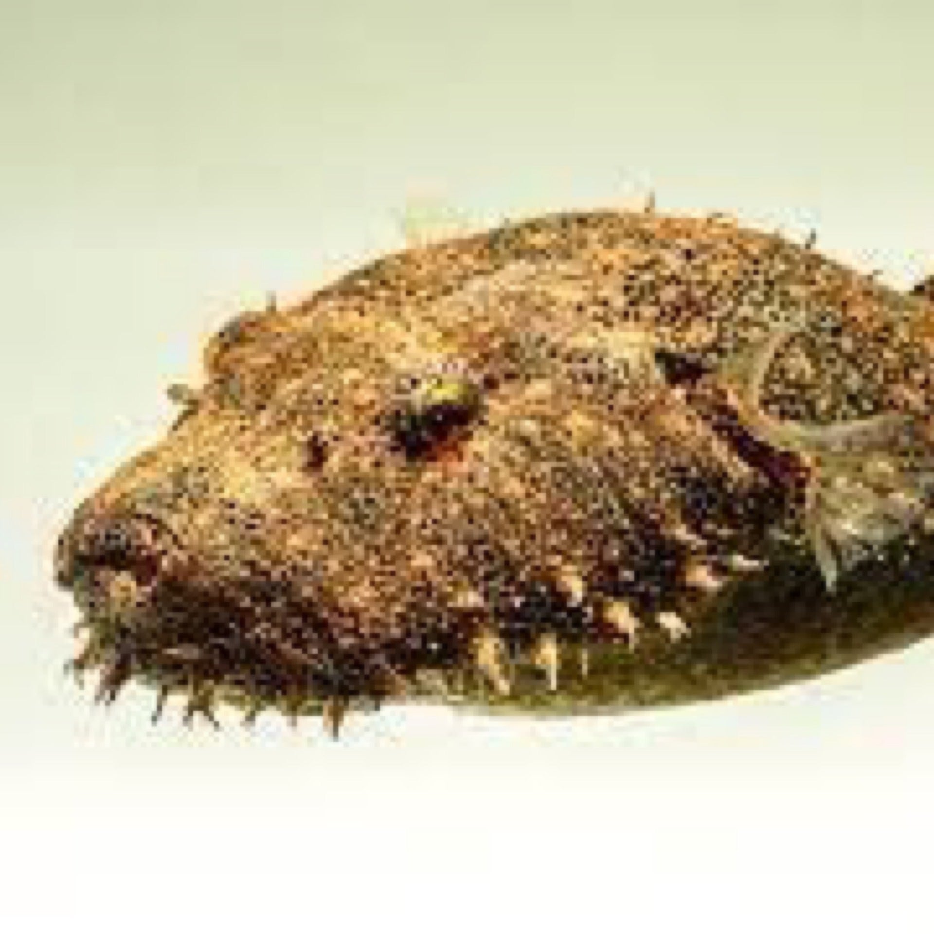 Hairy Puffer | Fish Fix