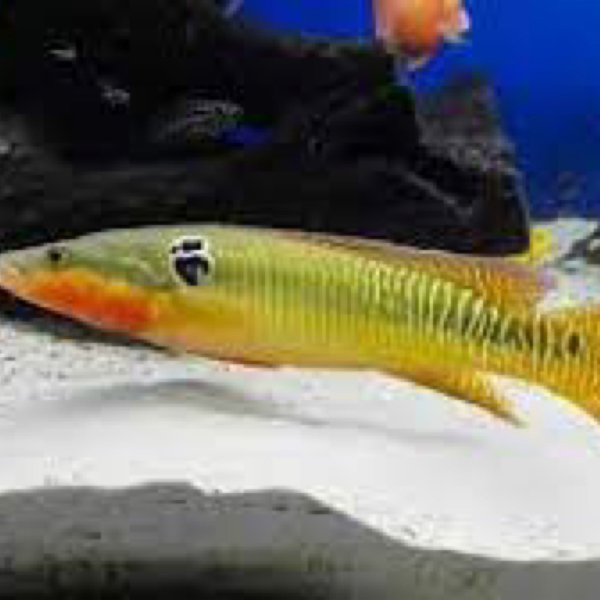 Zebrina Pike Cichlid | Fish Fix - Tropical Fish Store