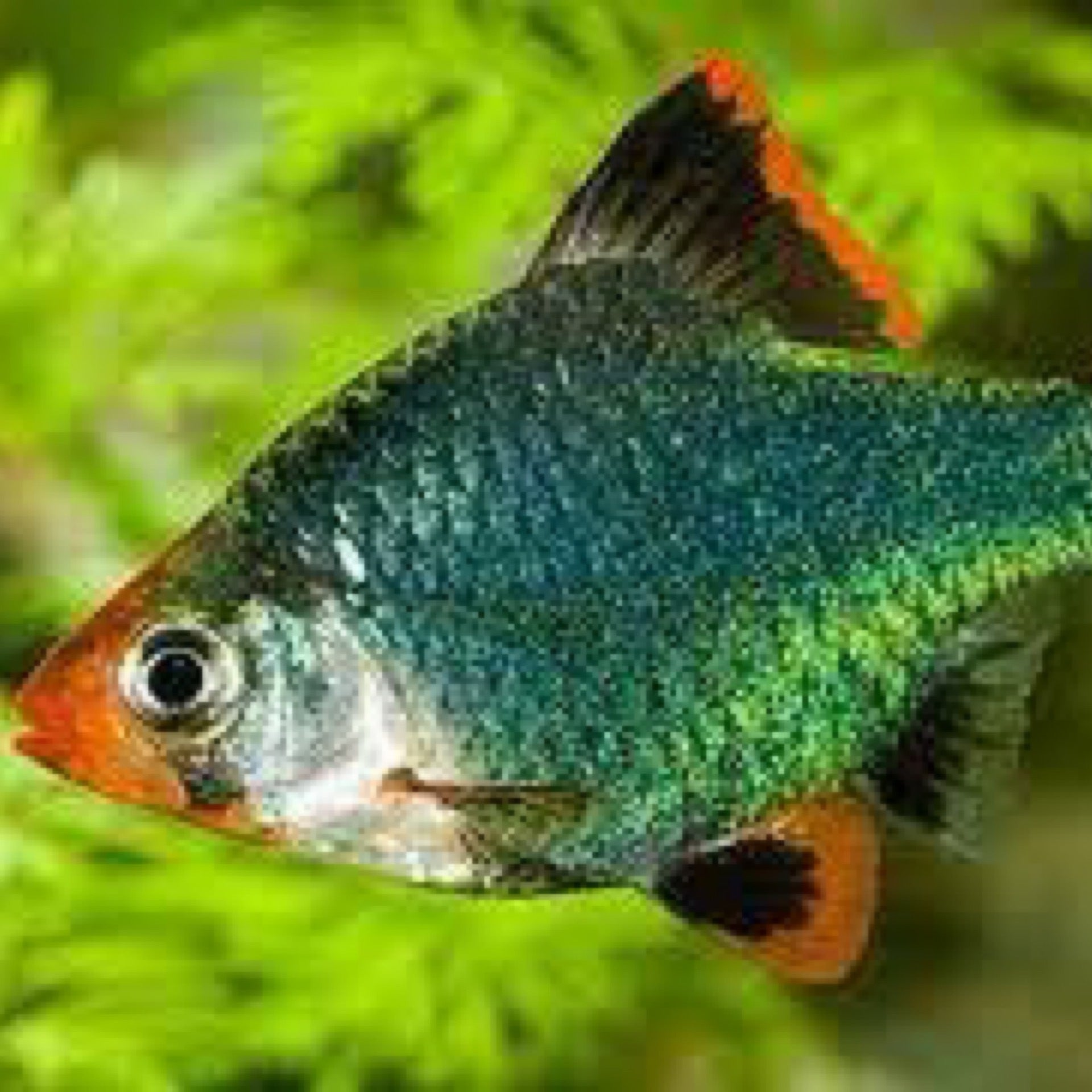 Emerald Tiger Barb | Fish Fix