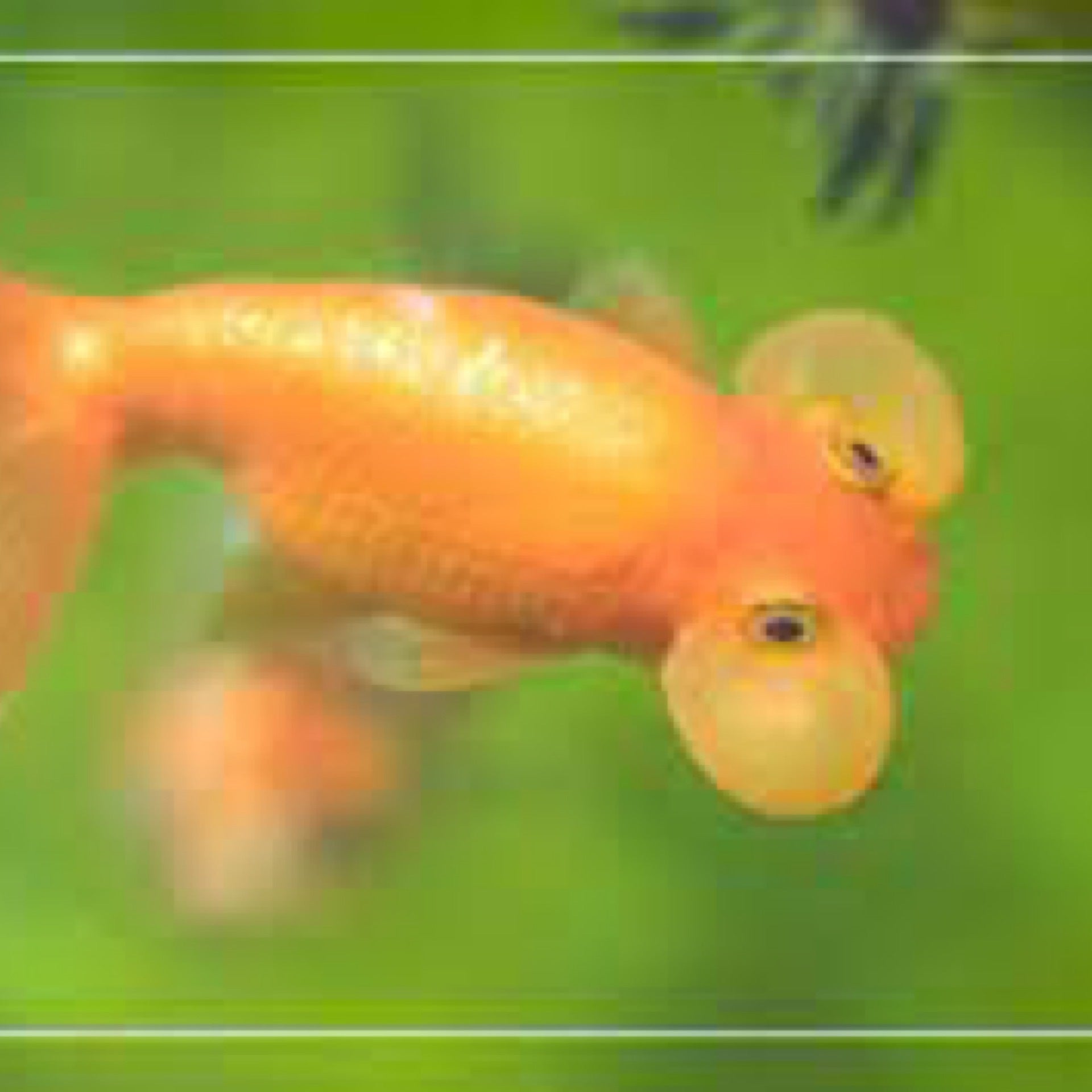 Red Bubble Eye Goldfish | Fish Fix