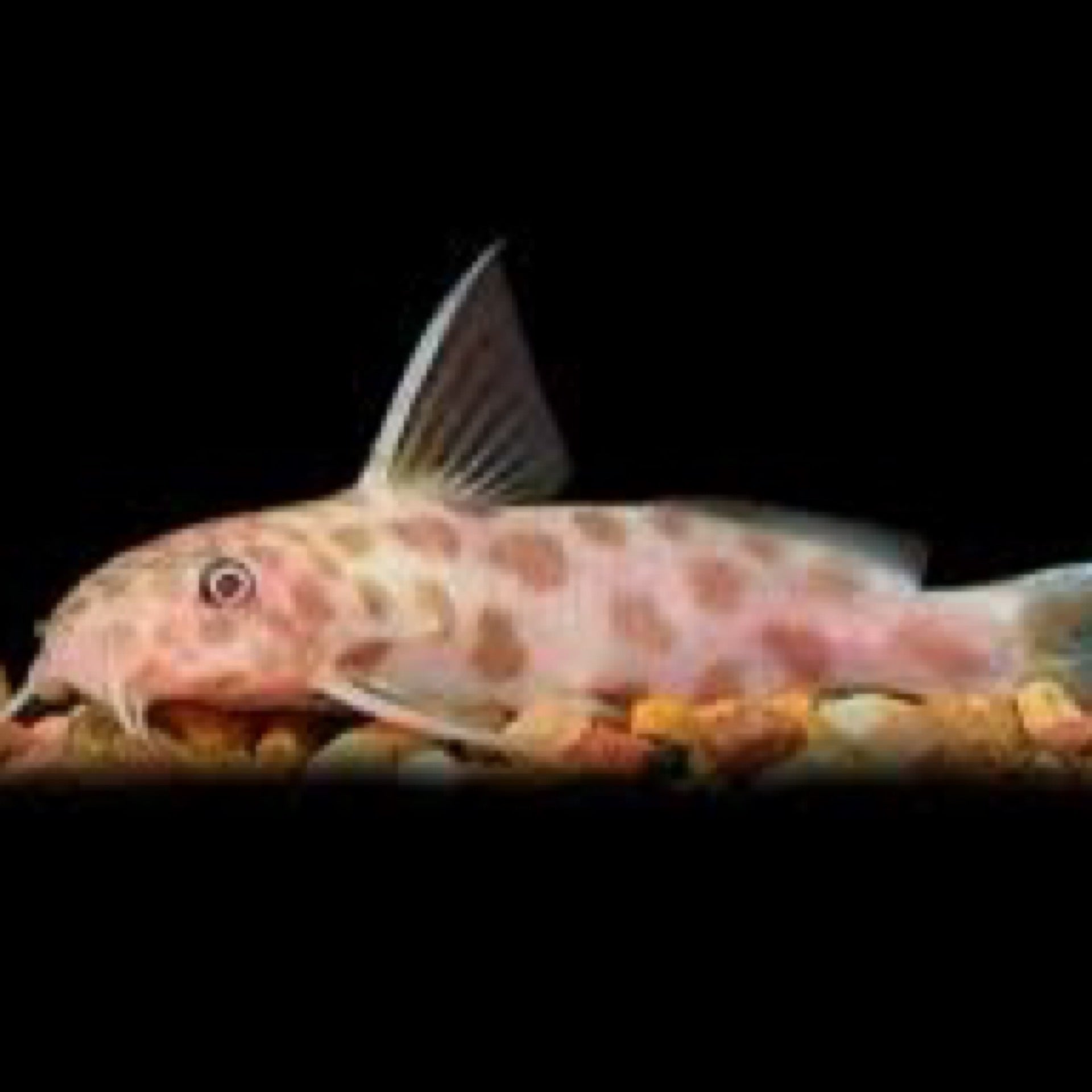 Pink Synodontis Petricola Catfish | Fish Fix