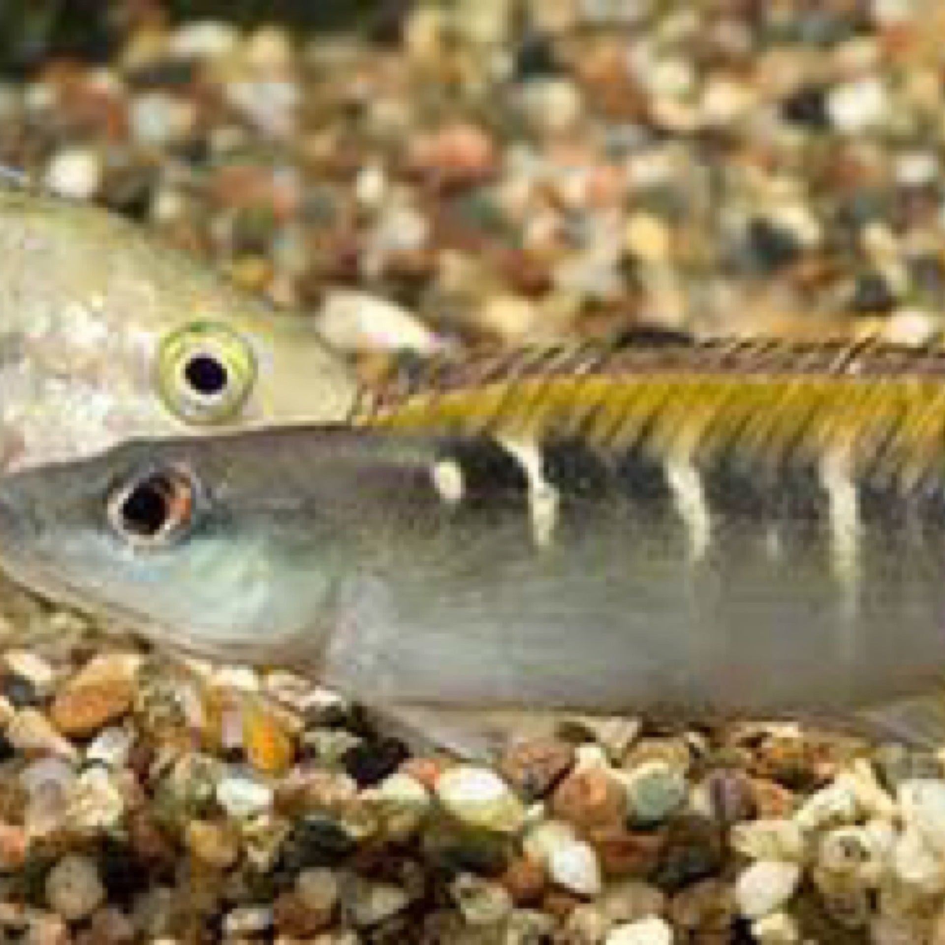 Dwarf Pike Cichlid | Fish Fix