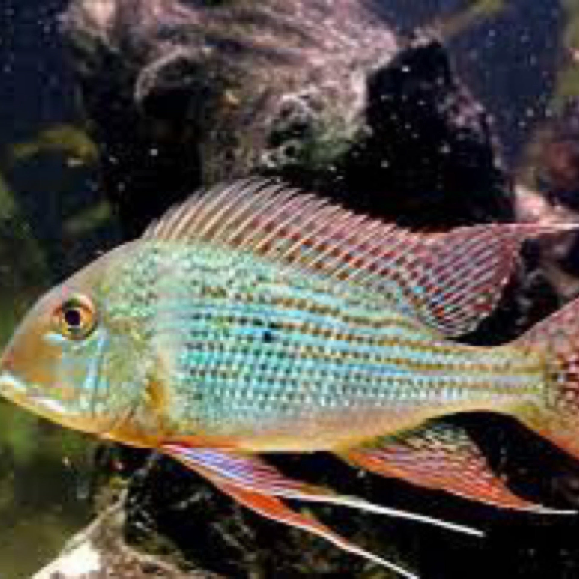 Geophagus Surinamensis Cichlid | Fish Fix