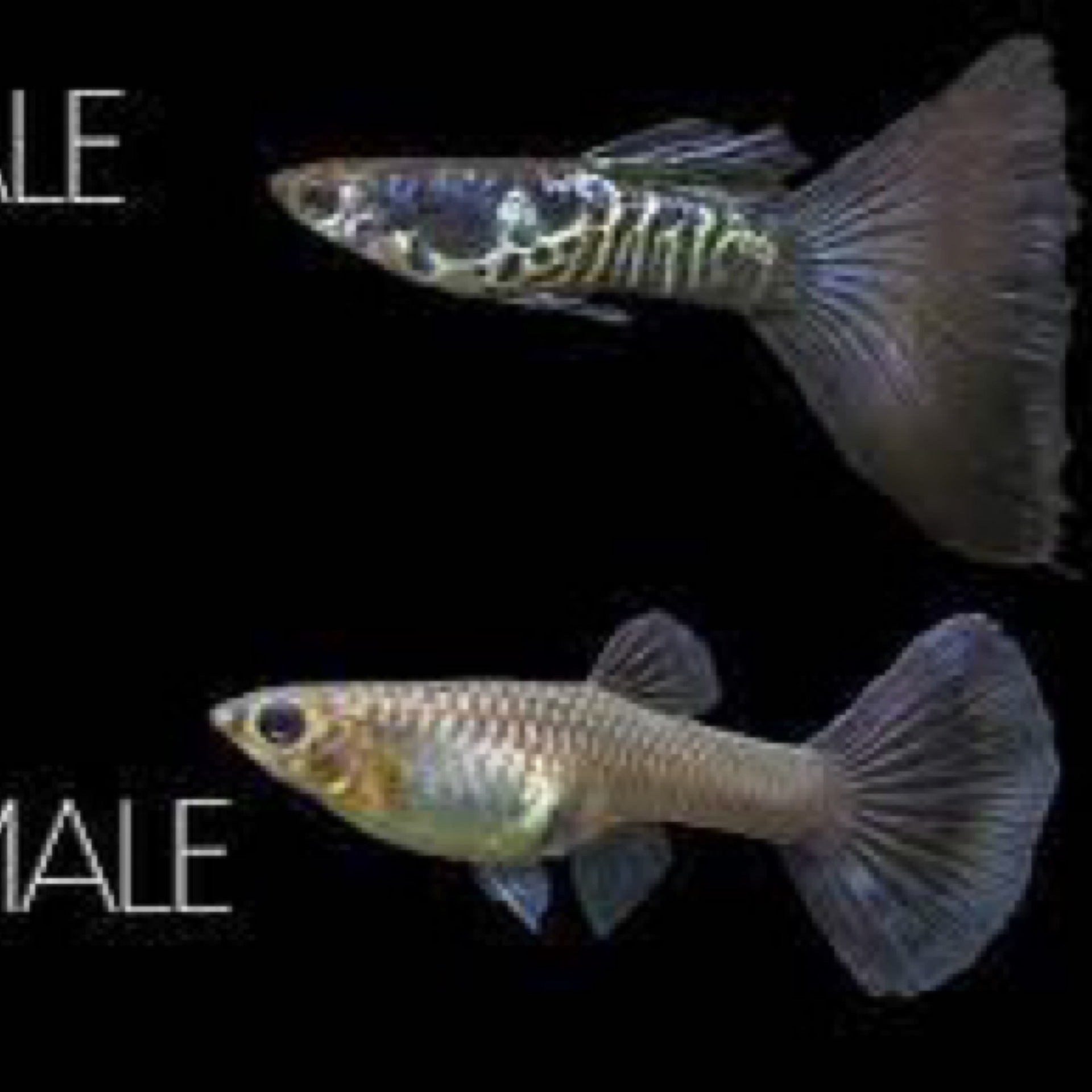 Blue Galaxy Guppy | Fish Fix - Tropical Fish Store