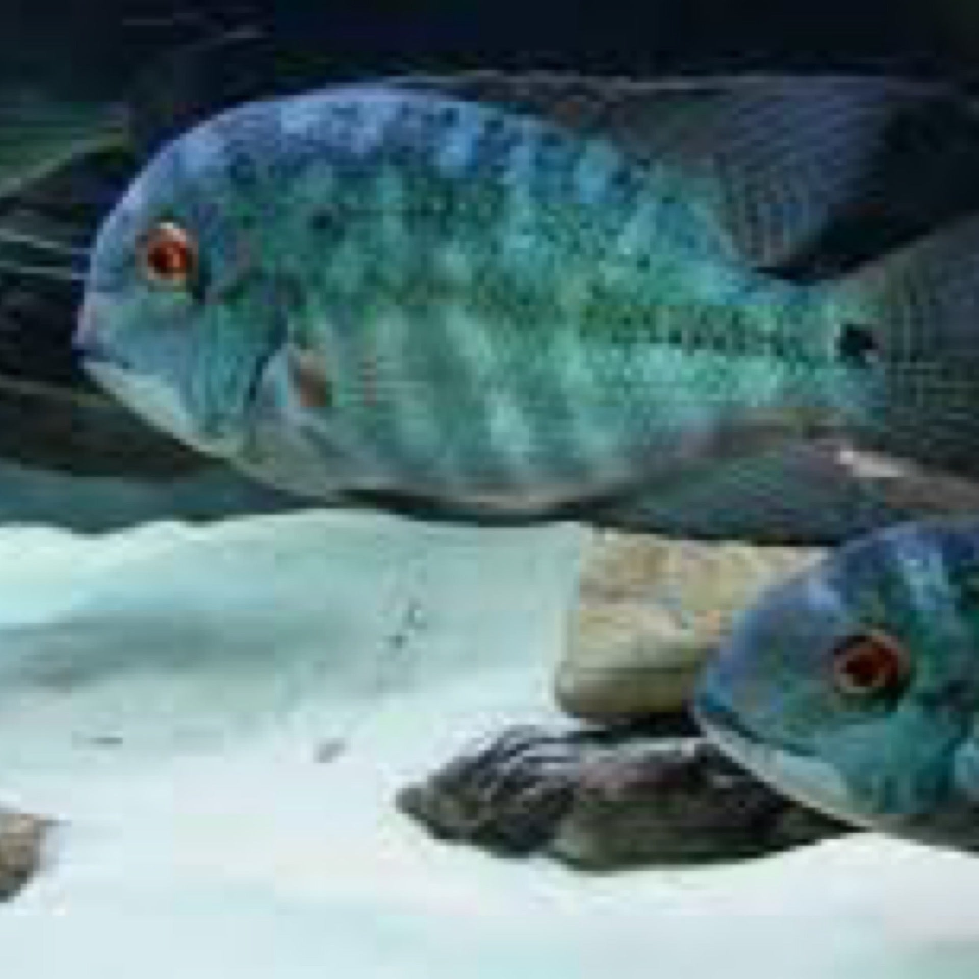 True Parrot Cichlid | Fish Fix