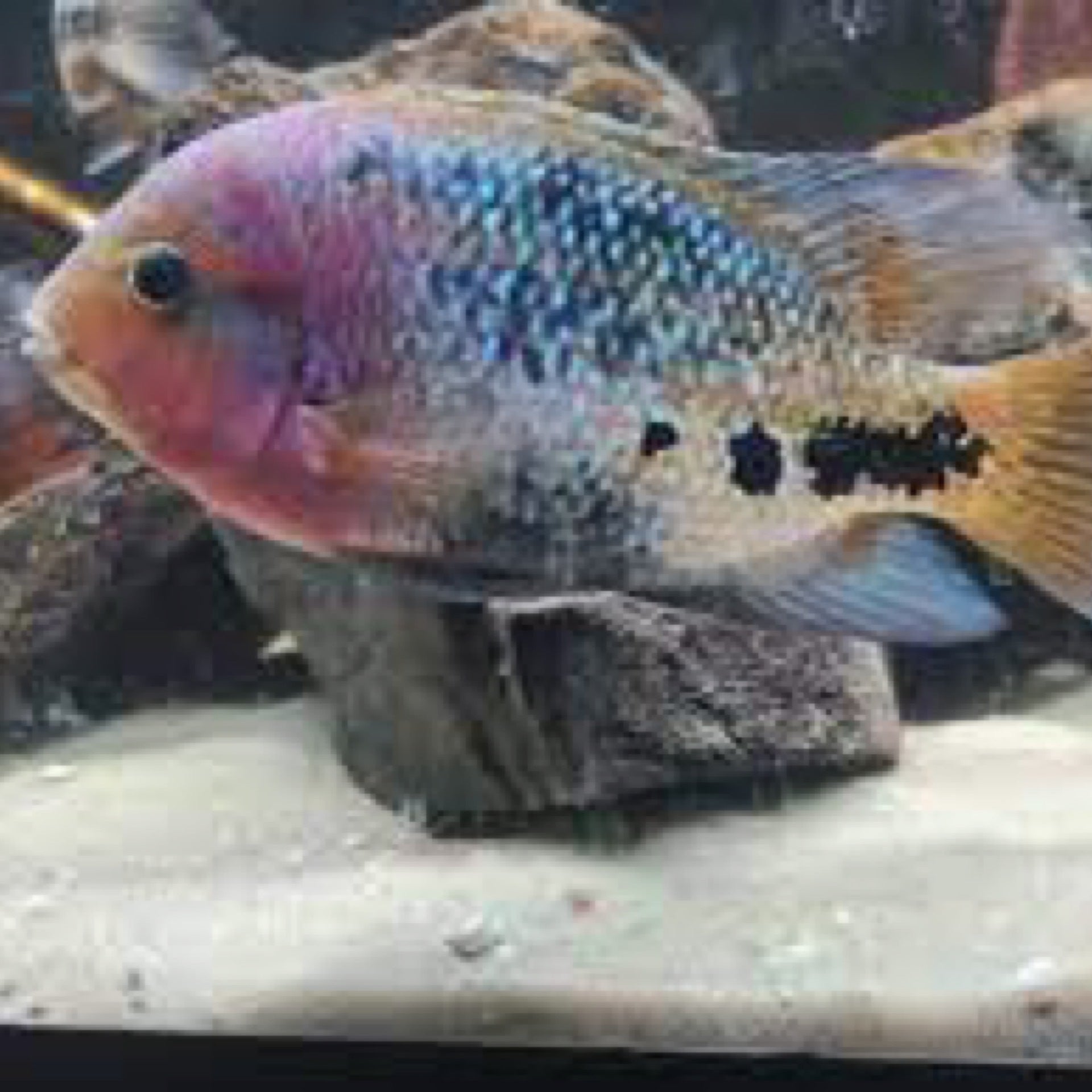Vieja Cichlid | Fish Fix - Tropical Fish Store