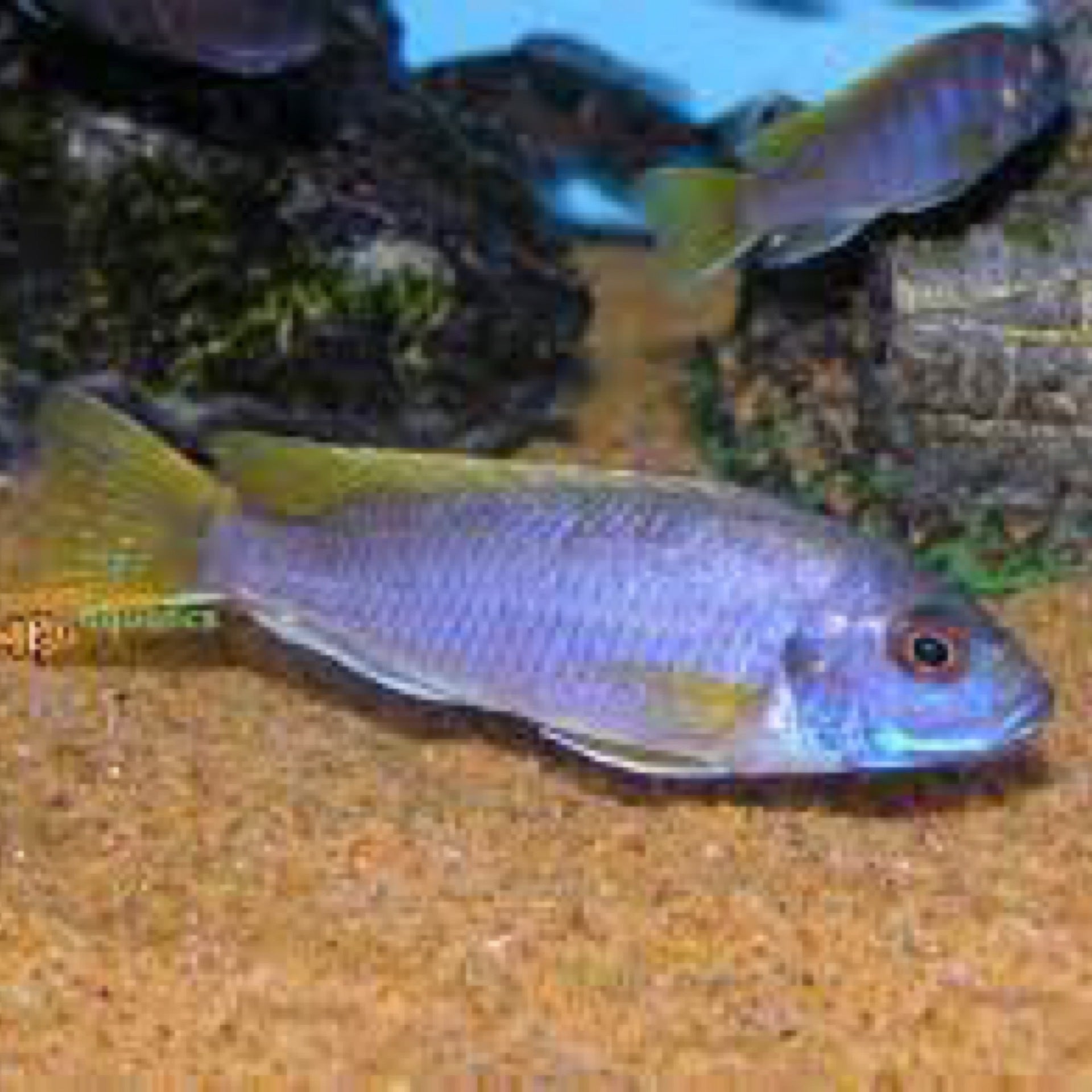 Yellow Tail Acei | Fish Fix - Tropical Fish Store