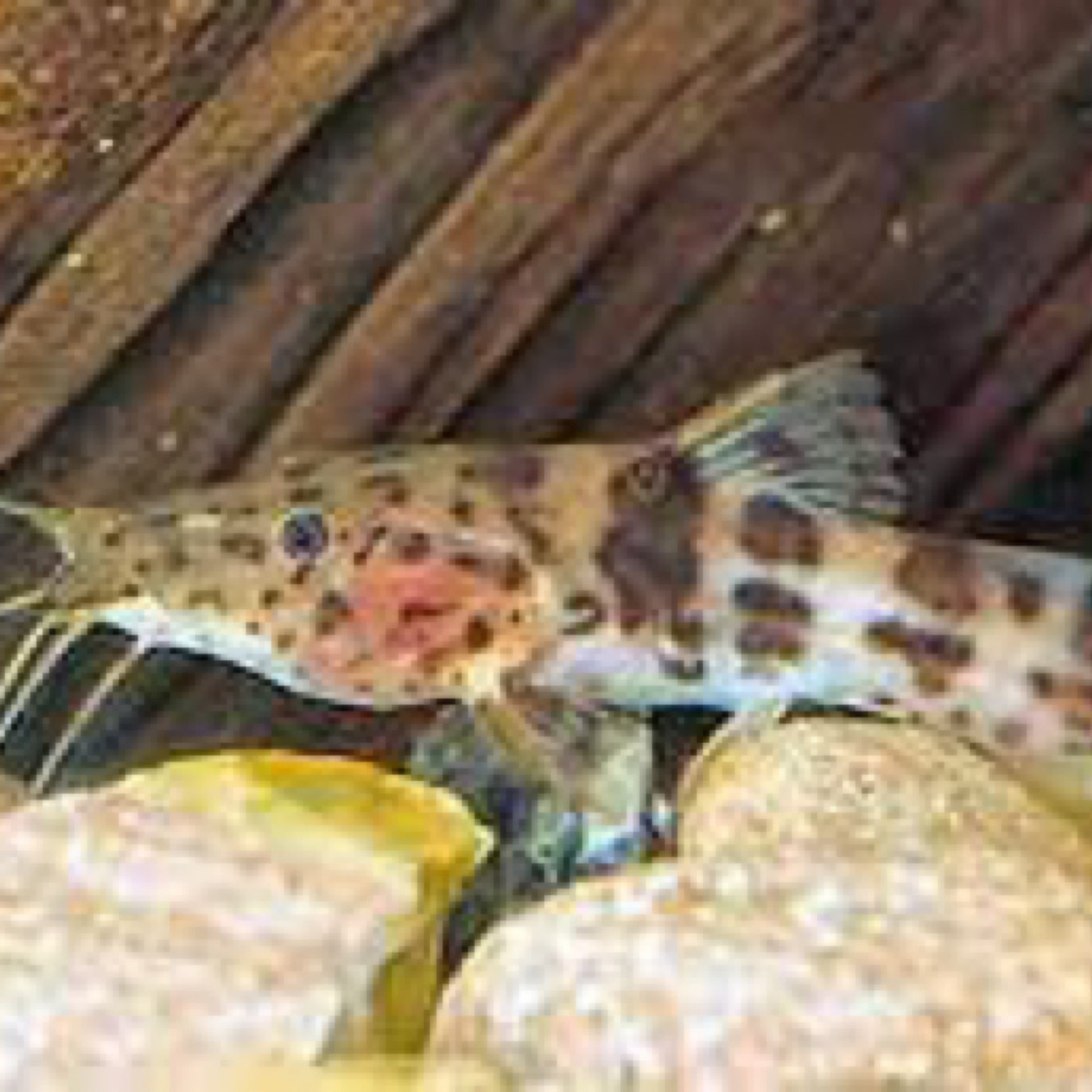 Dwarf Giraffe Catfish