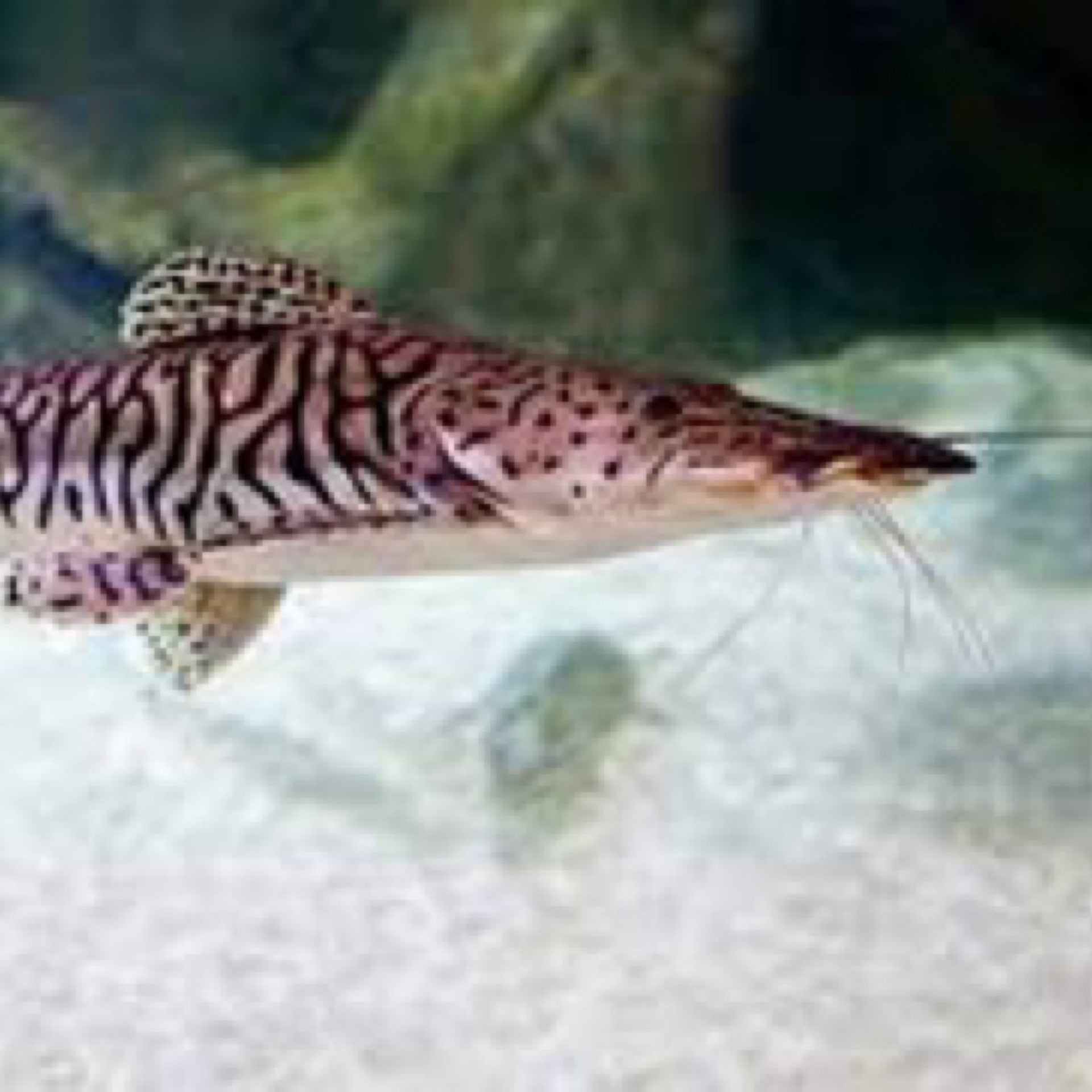 Shovelnose Tiger Catfish | Fish Fix
