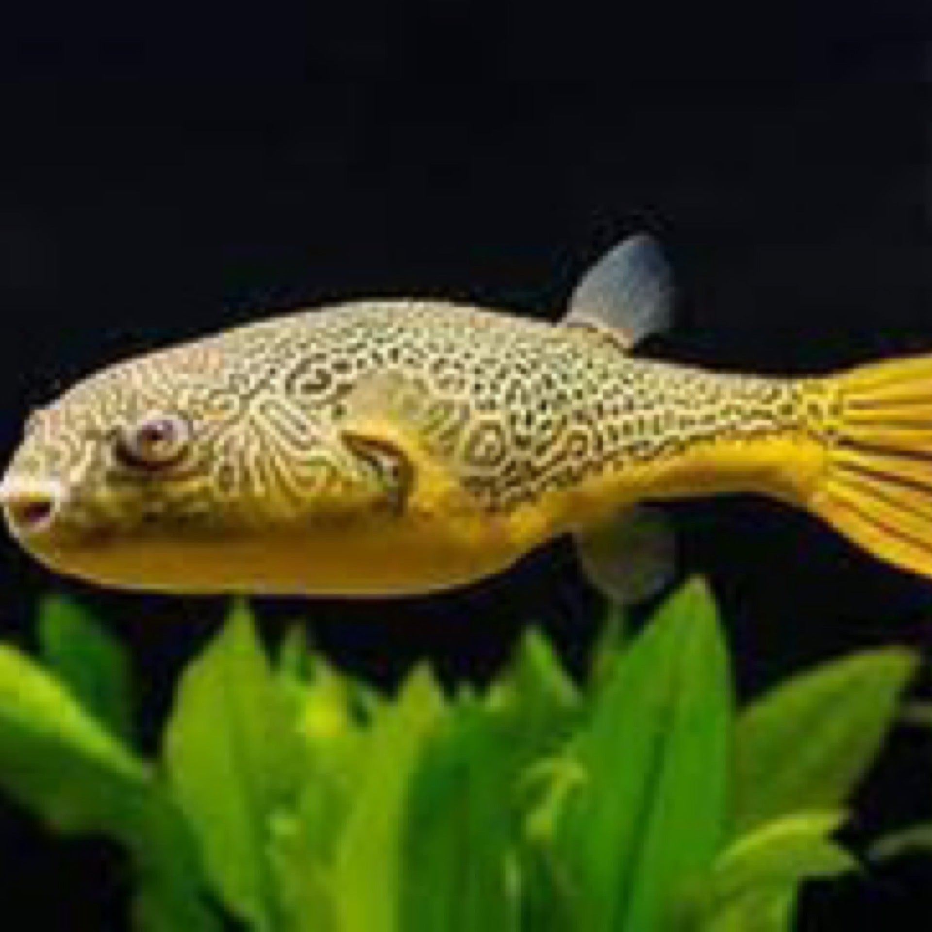 Tetraodon MBU Puffer | Fish Fix - Tropical Fish Store