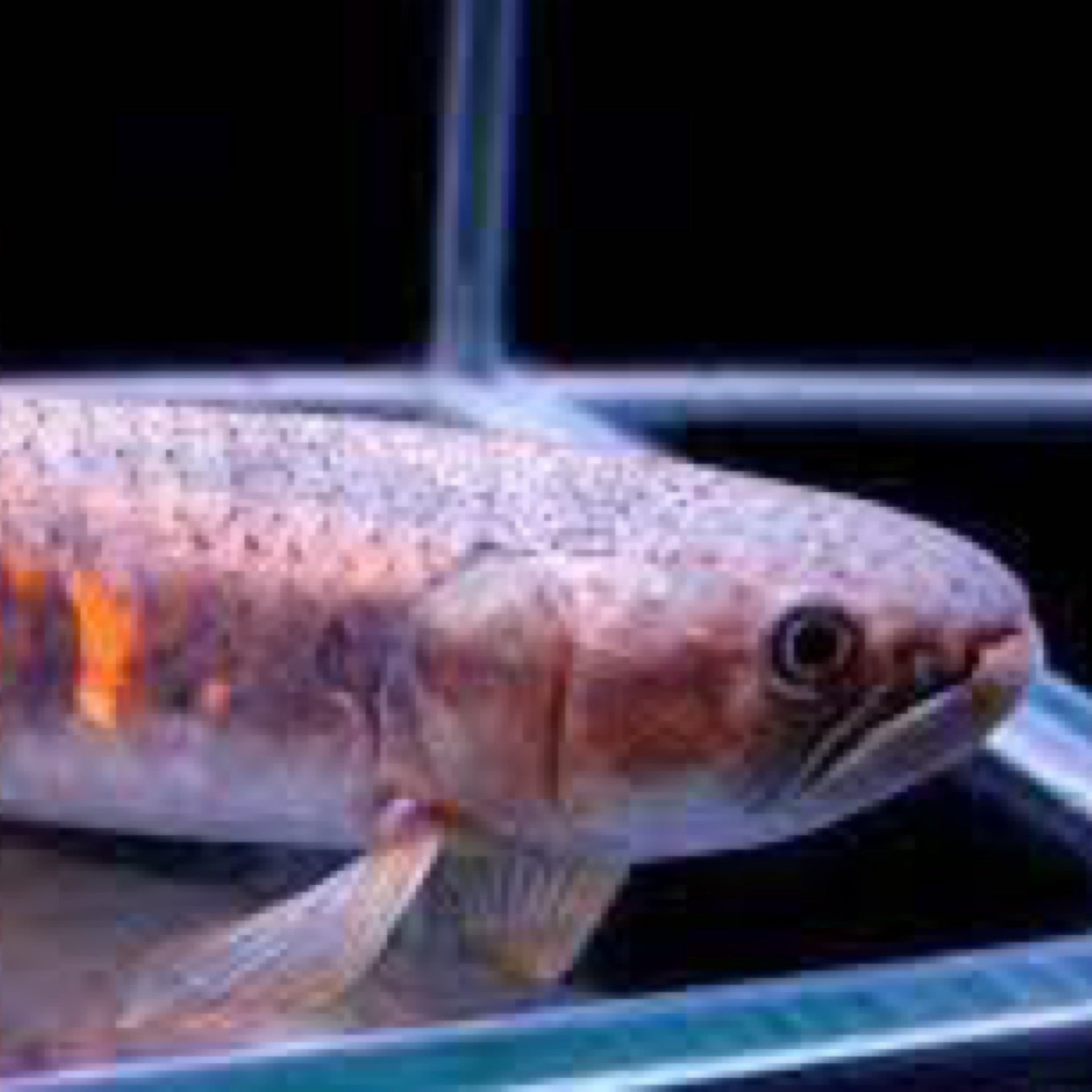 Rainbow Wolf Fish | Fish Fix