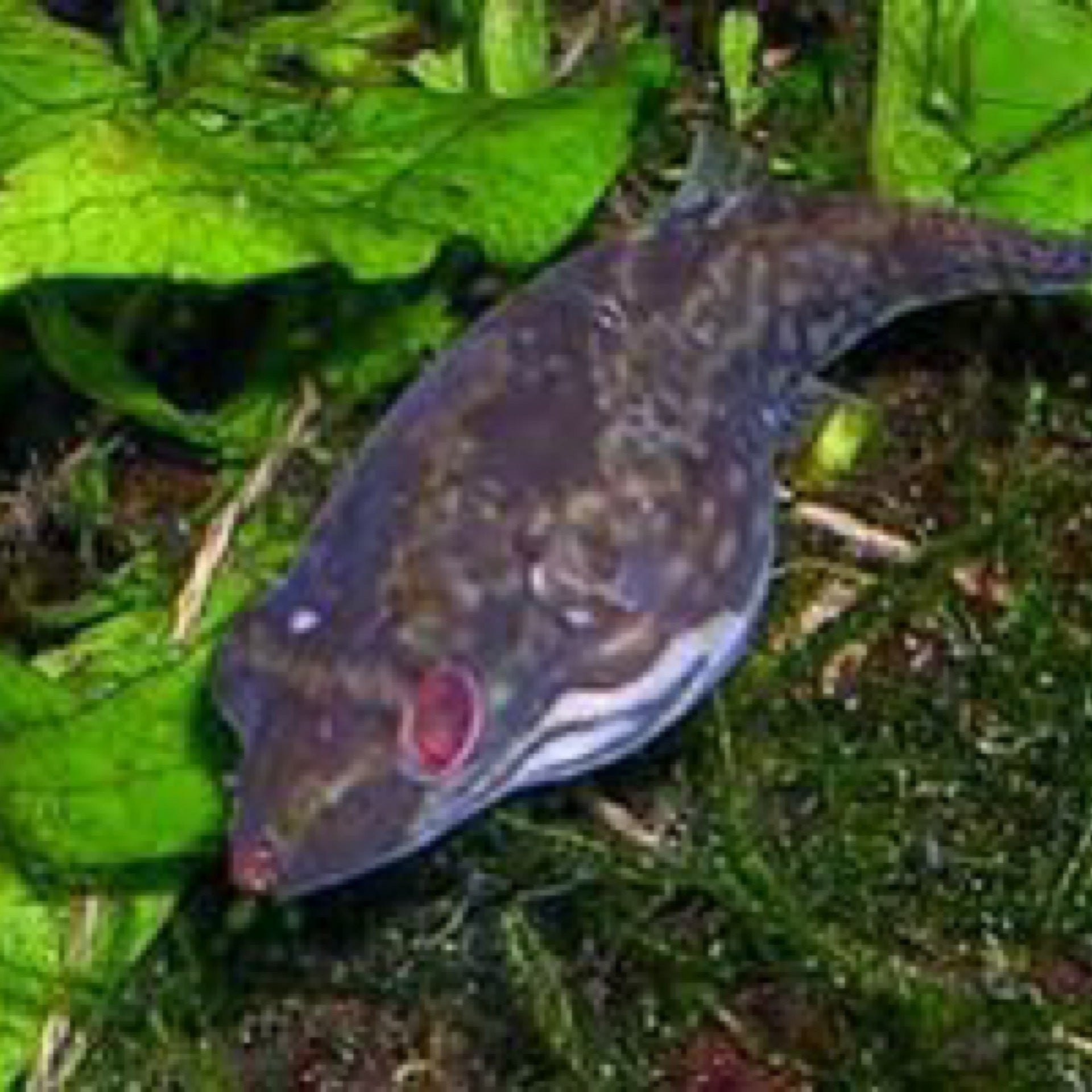 Red Eye Red Tail Puffer | Fish Fix