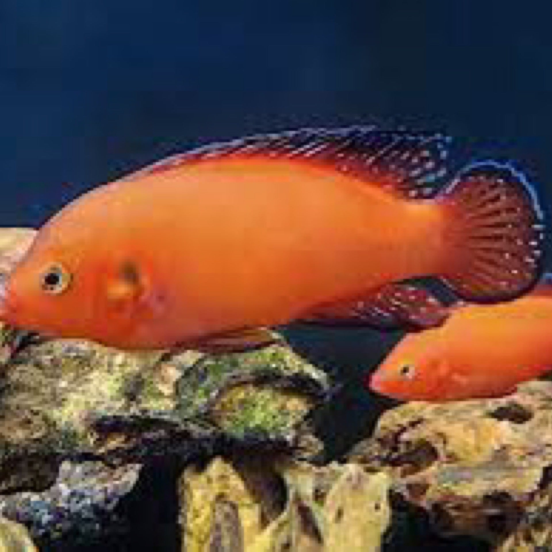 Turkana Jewel Cichlid | Fish Fix