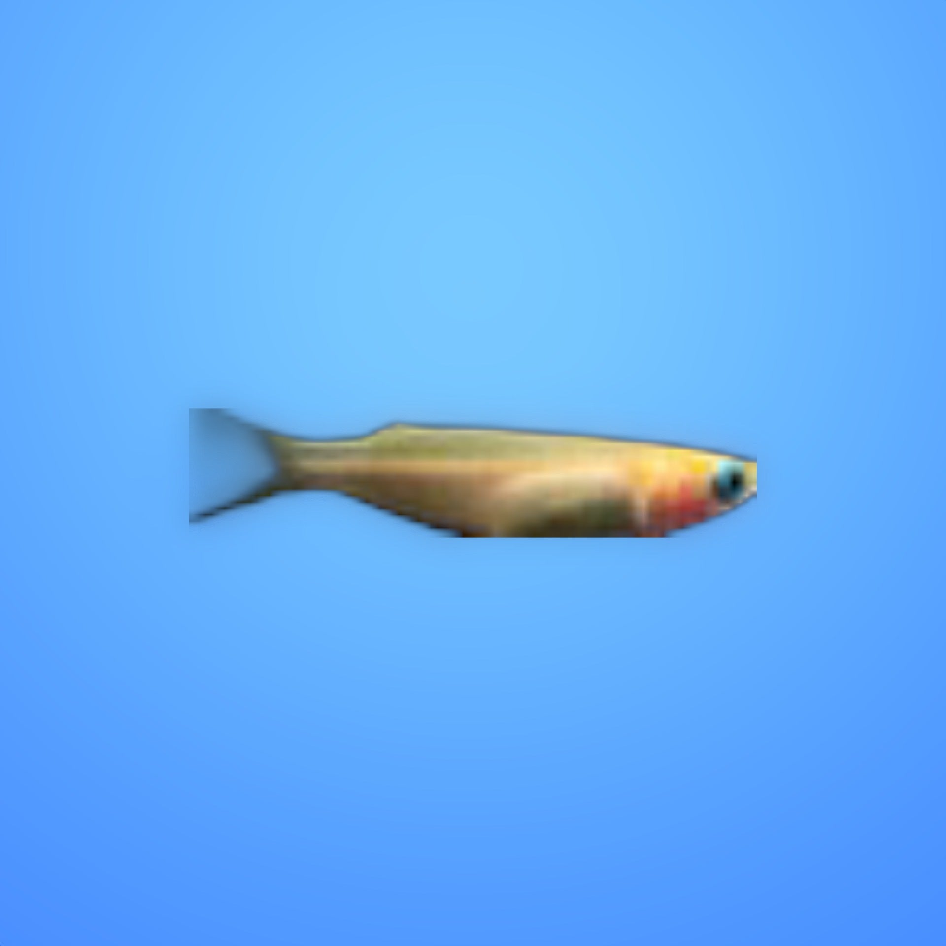 Daisy Rice Fish | Fish Fix