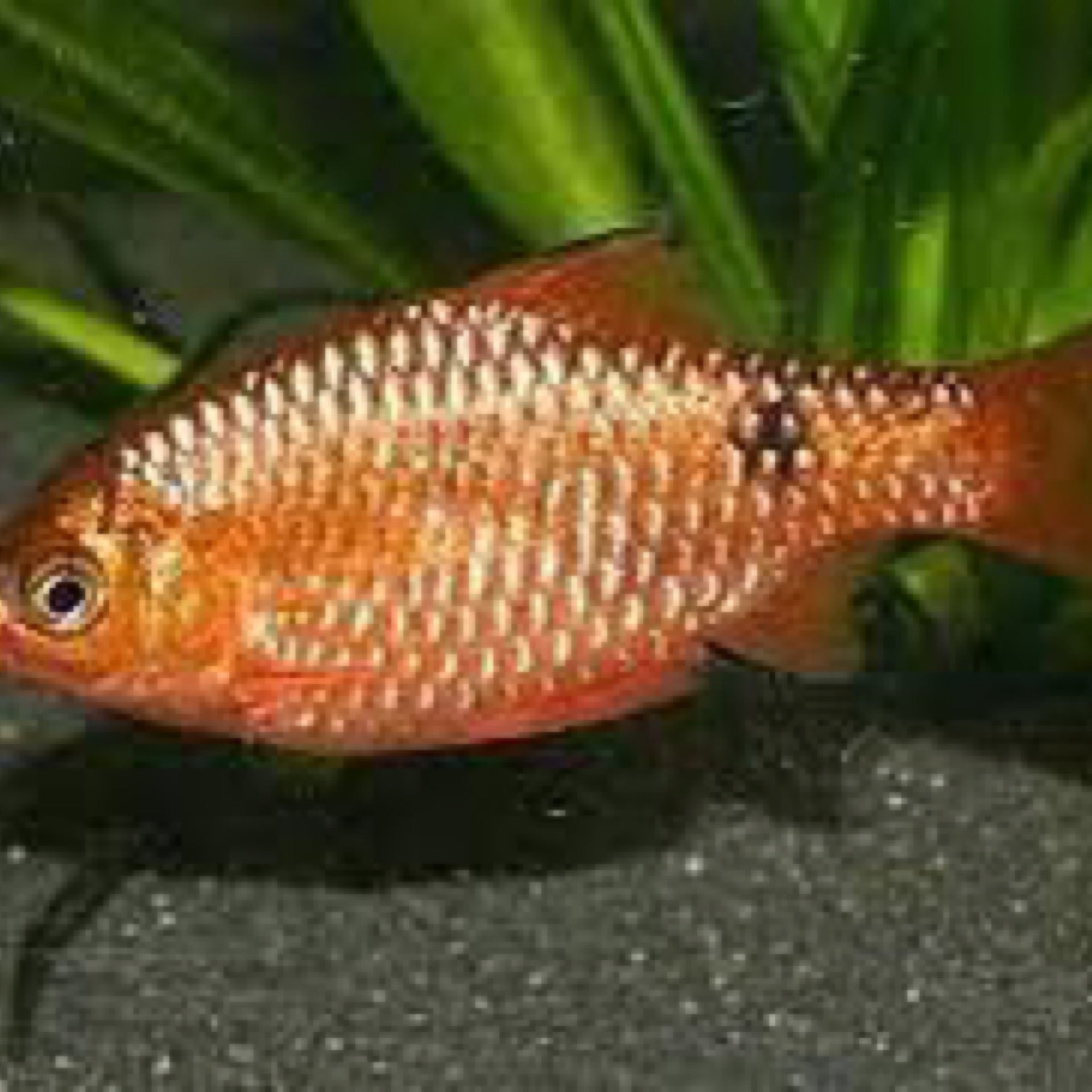 Neon Rosey Barb | Fish Fix