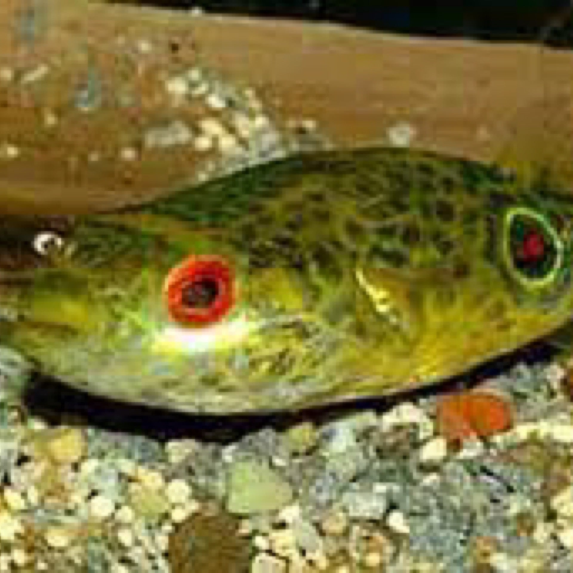 Target Puffer | Fish Fix - Tropical Fish Store