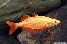 Albino Orange Millennium Rainbow | Fish Fix