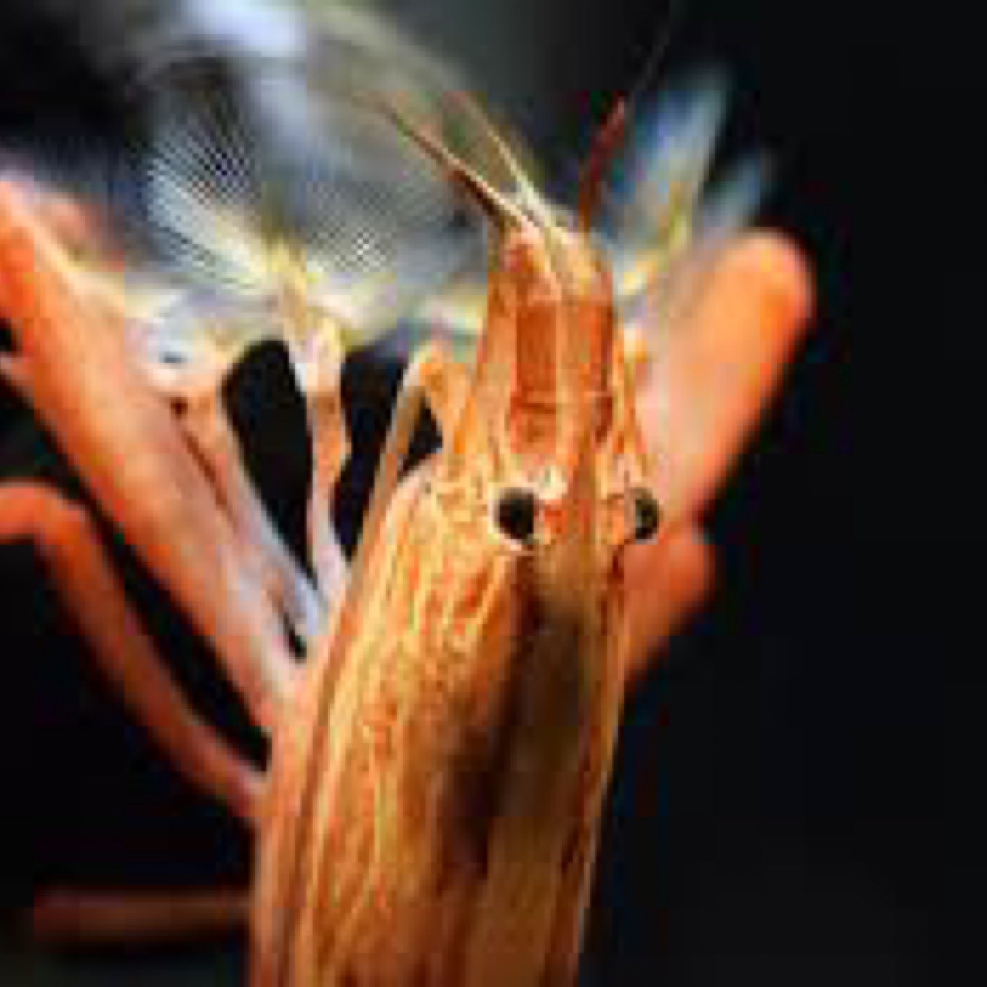 Bamboo Shrimp | Fish Fix