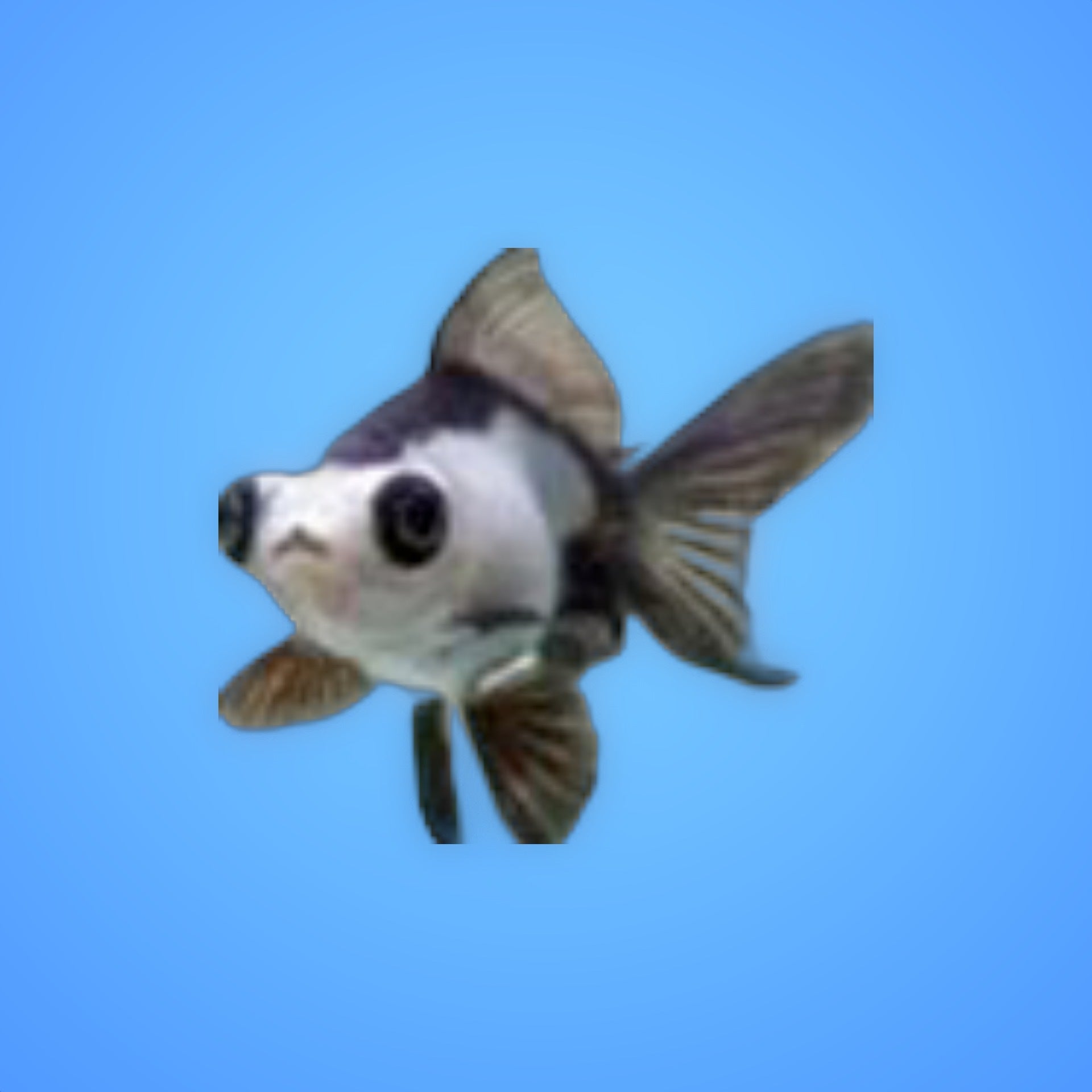 Panda Telescope Goldfish | Fish Fix