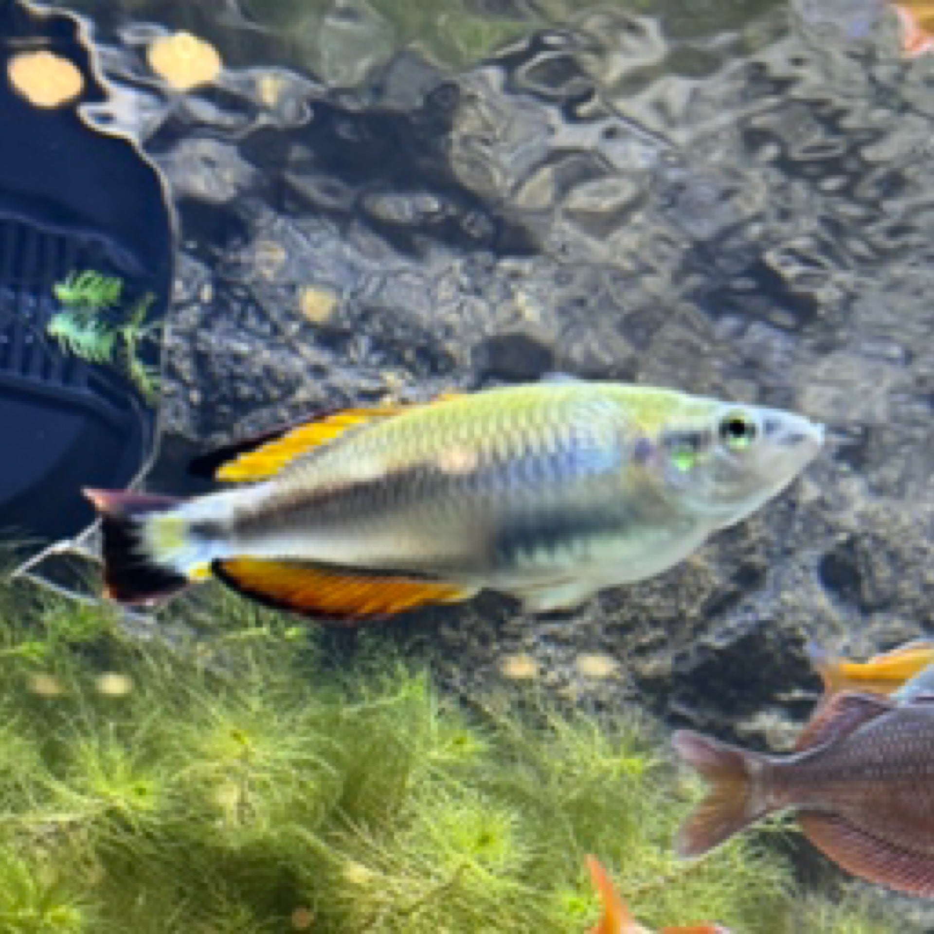 Madagascar Rainbow Fish | Fish Fix