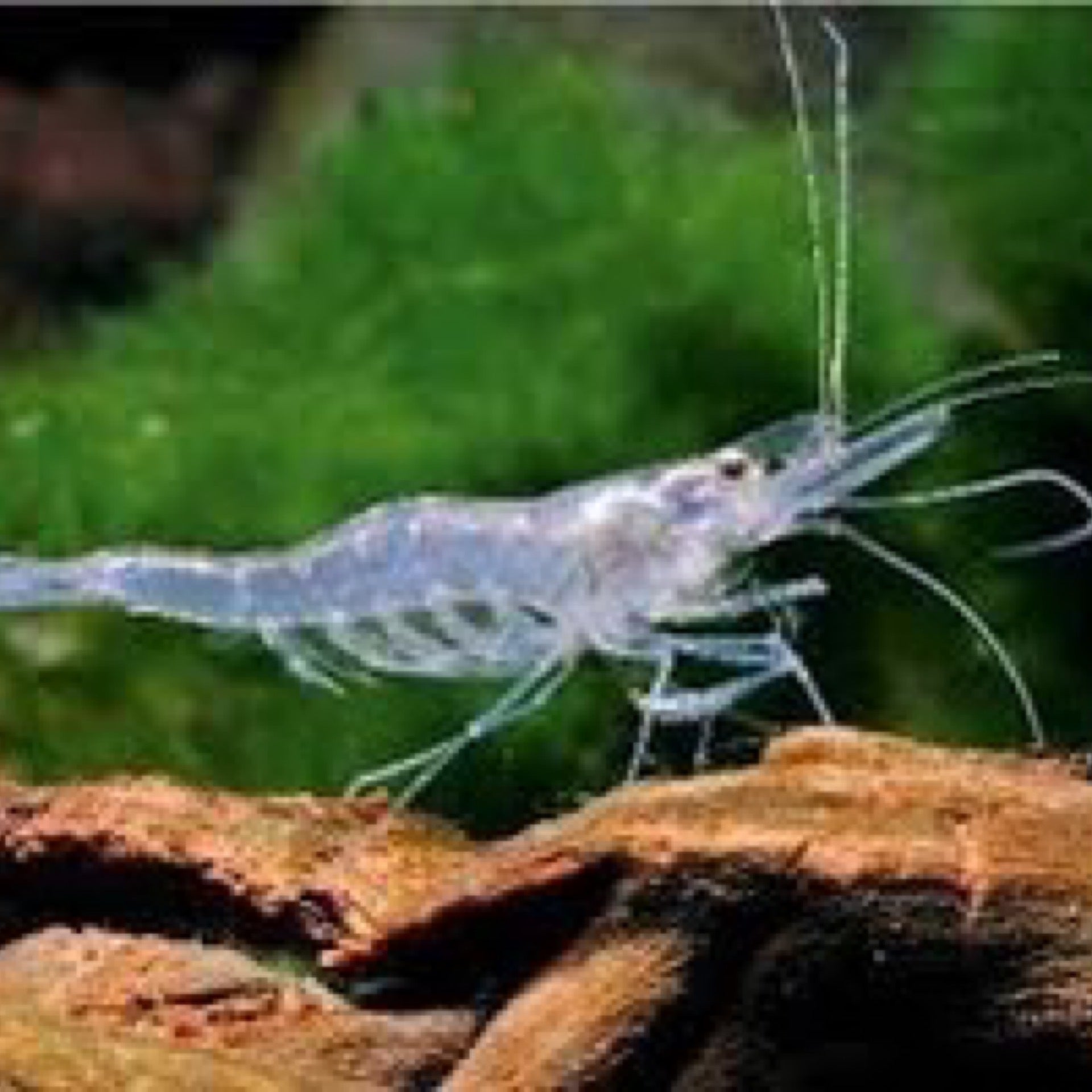 African Floating Shrimp | Fish Fix