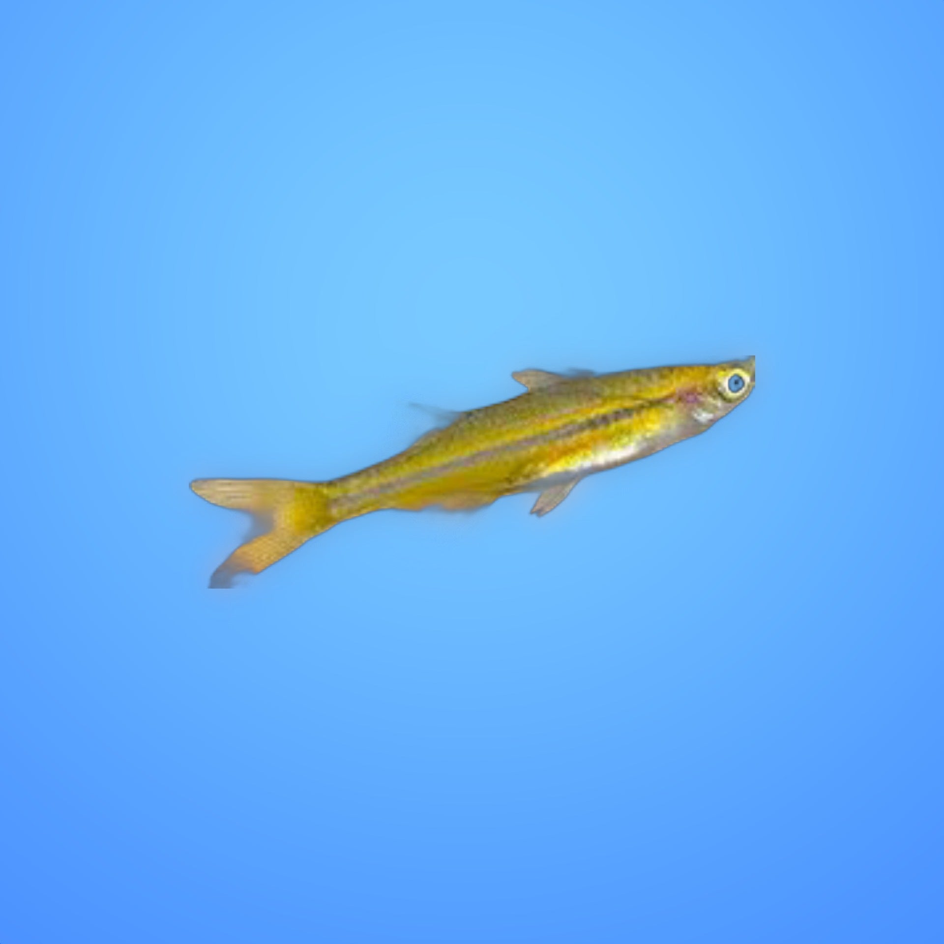 Orange Hatchet Danio | Fish Fix