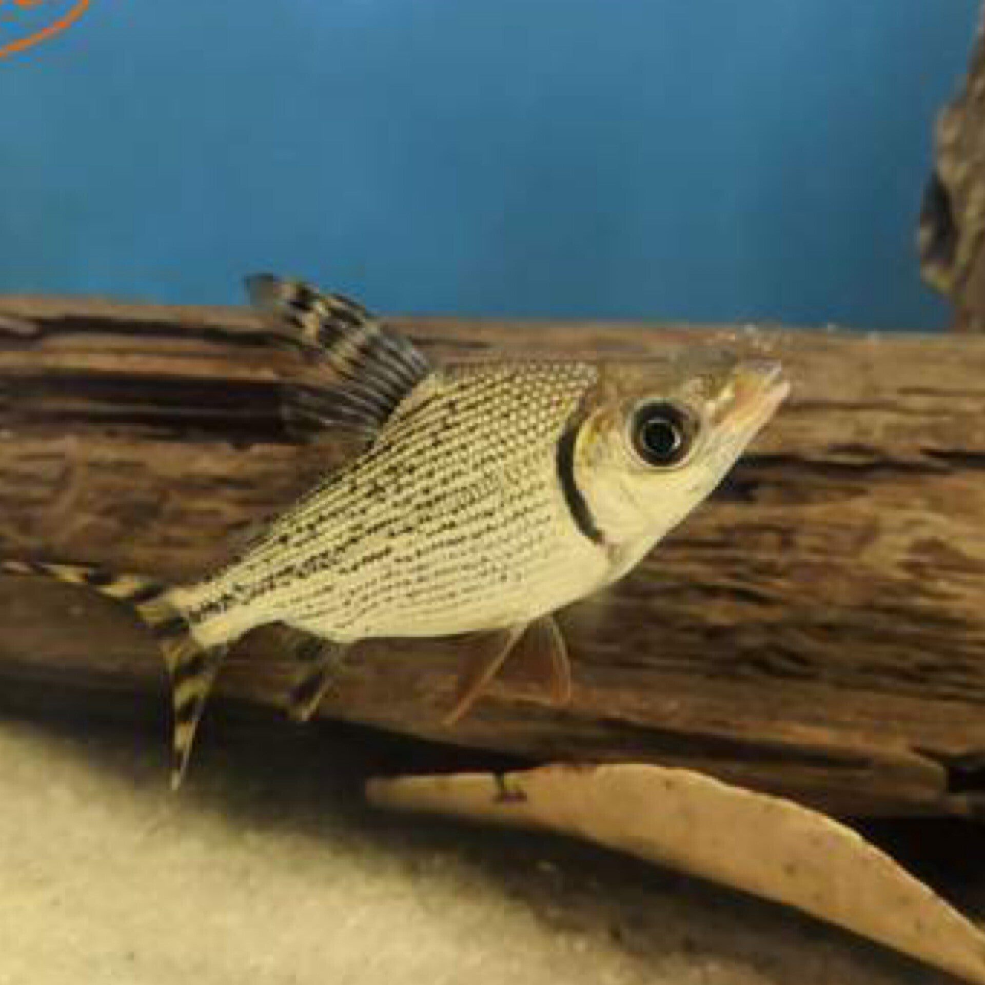 Red Flagtail Prochilodus | Fish Fix