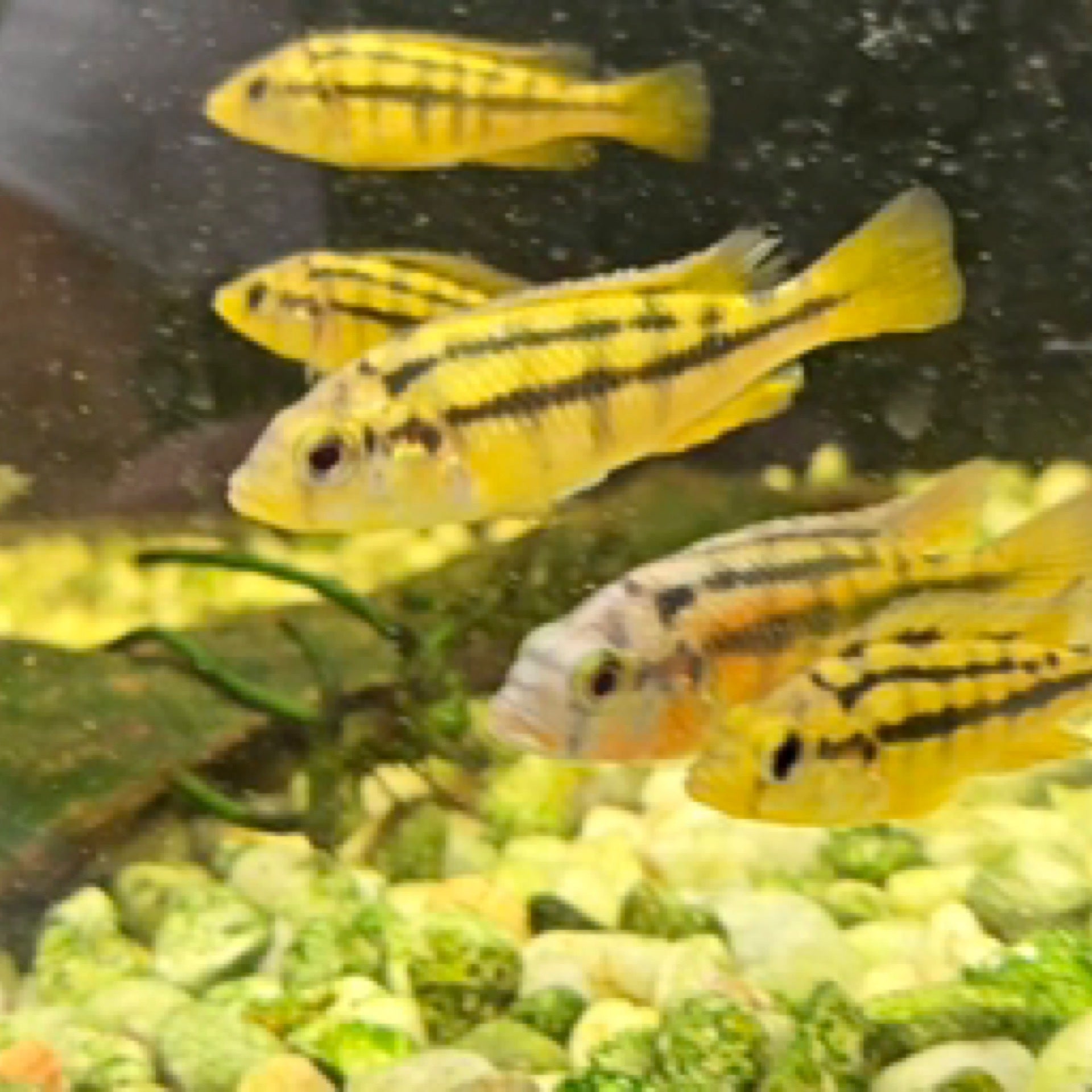 Yellow Rock Kribensis | Fish Fix