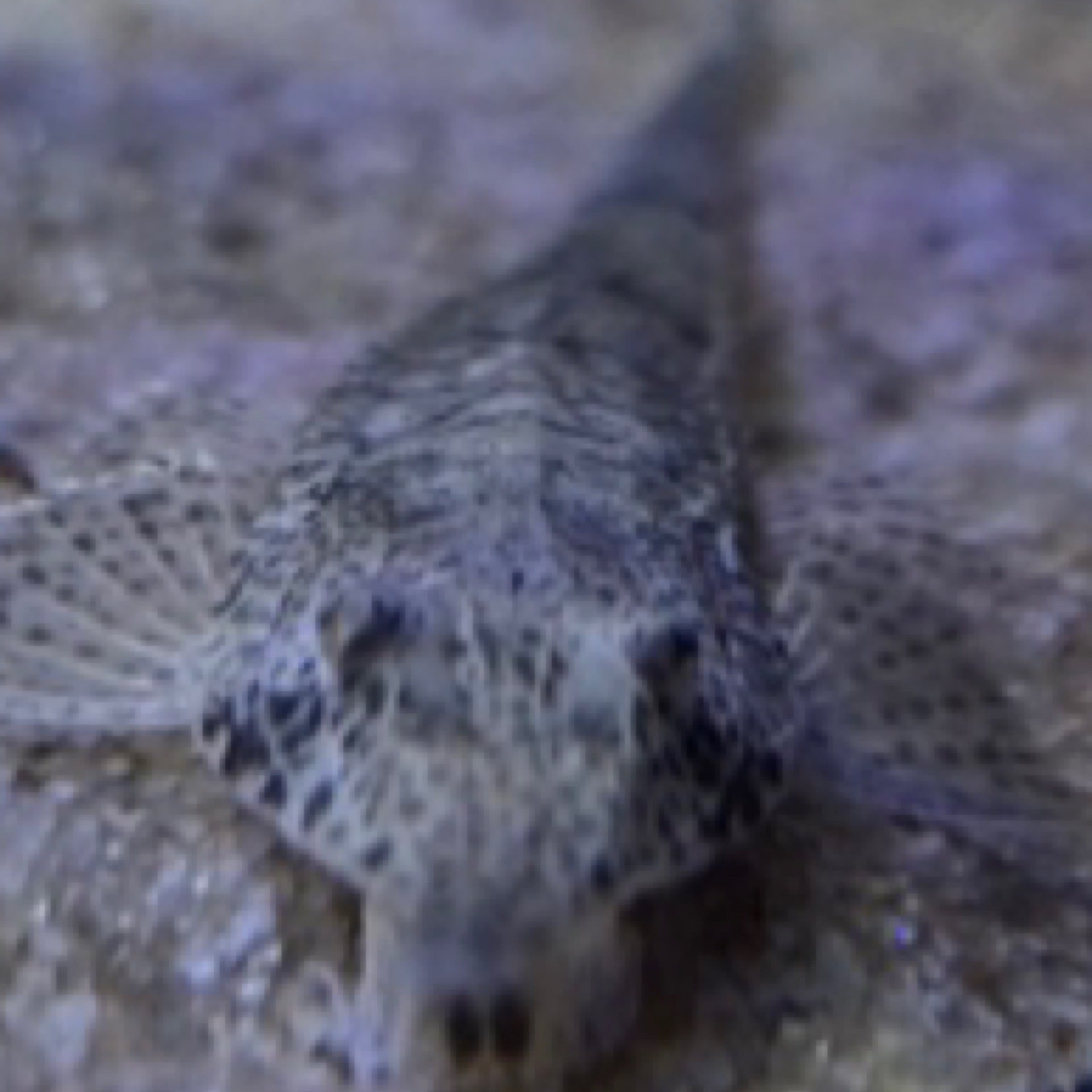 Loricaria Pinocchio | Fish Fix