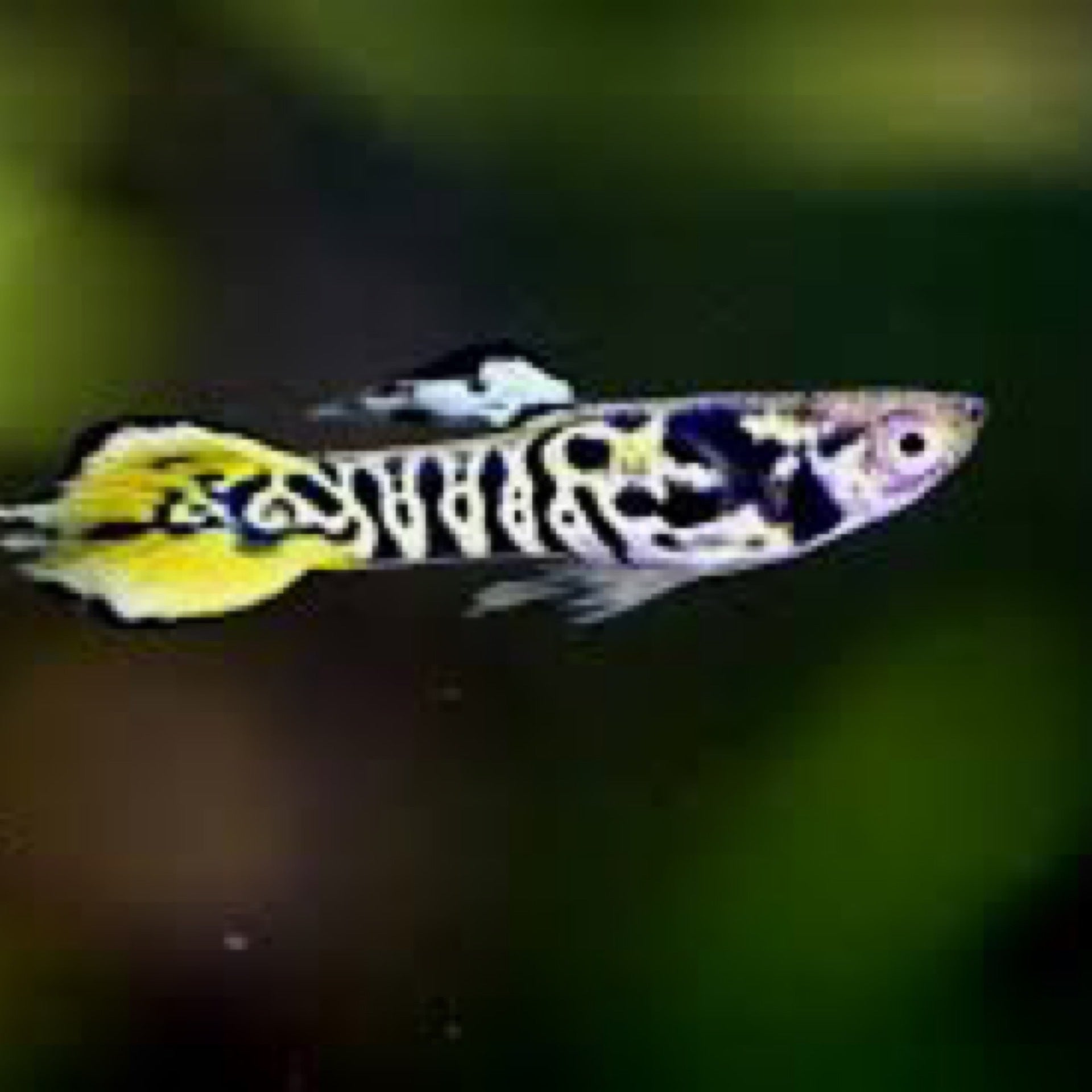 Yellow Tiger Endler | Fish Fix