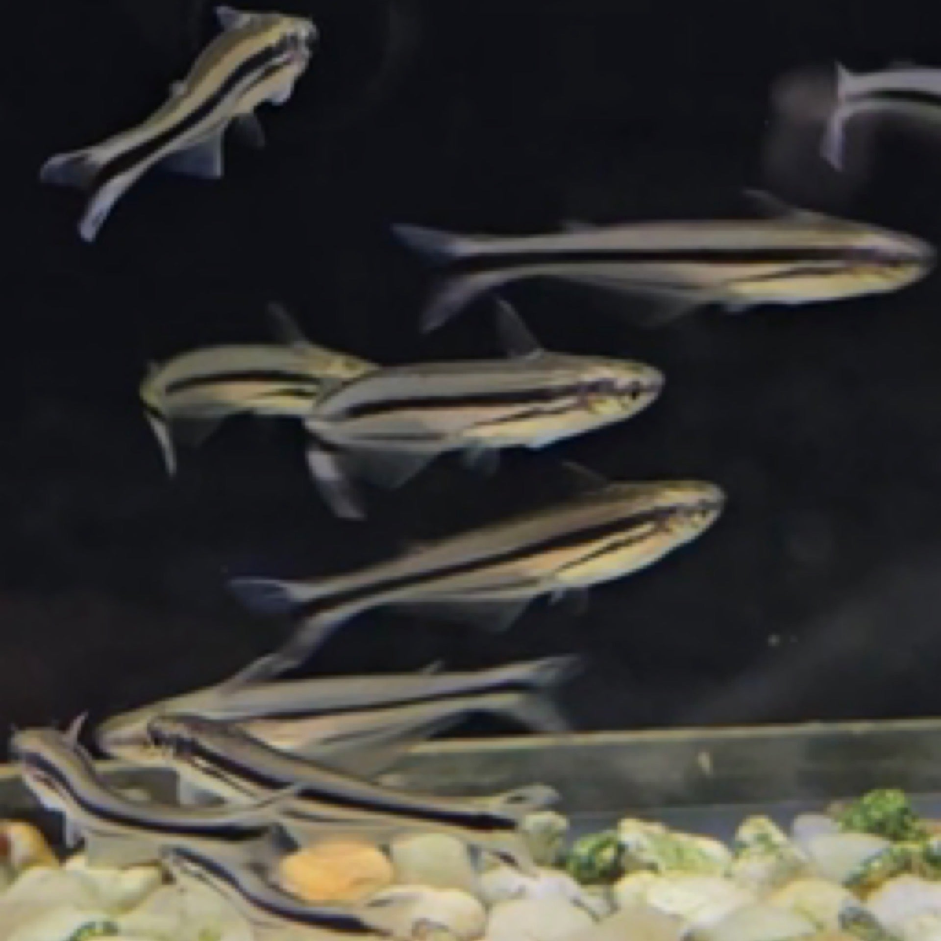 African Glass Catfish ZootierlisteHomepage